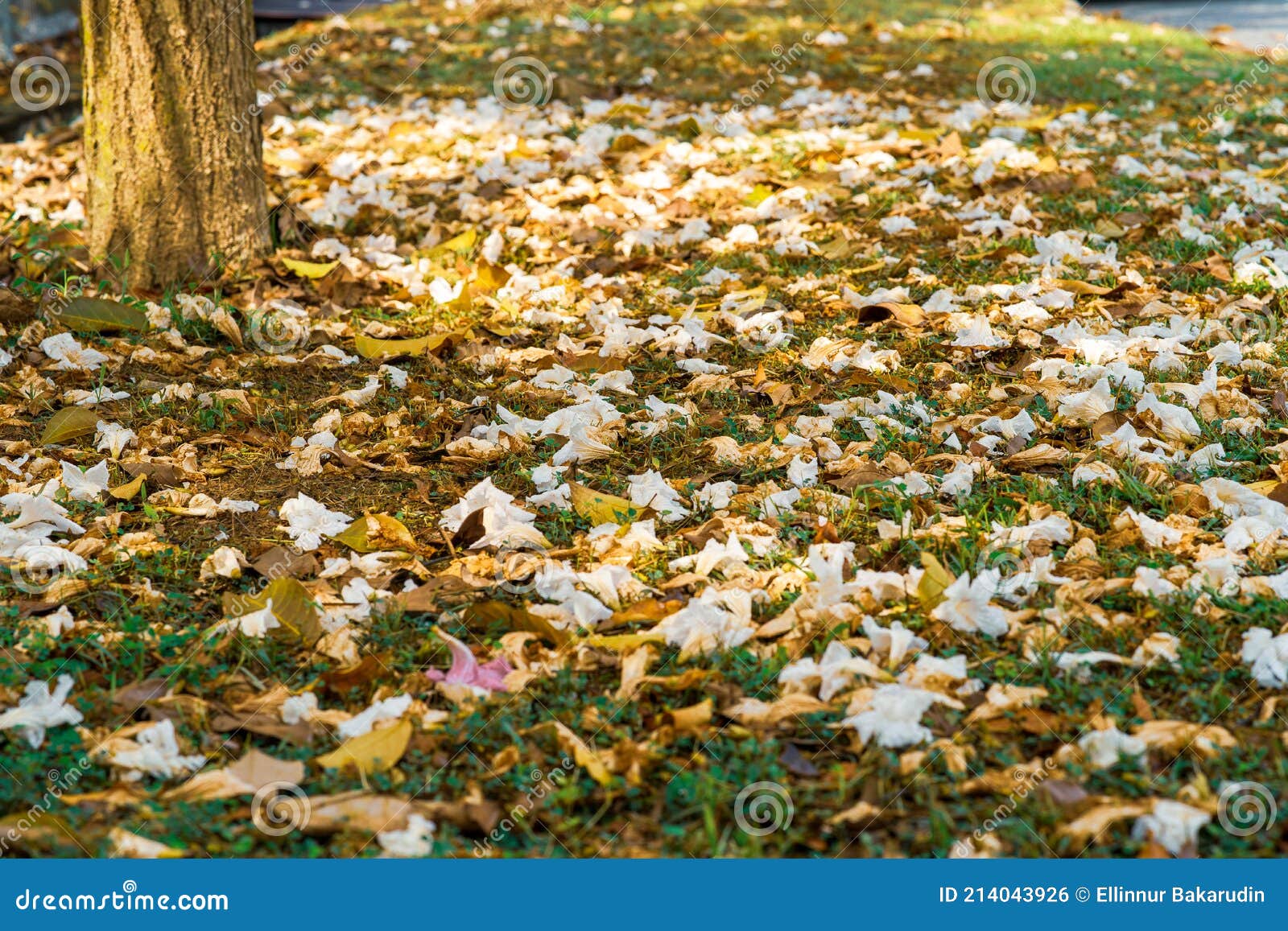 White Tecoma Flower Tree or Tabebuia Rosea or White Trumpet Tree on the ...
