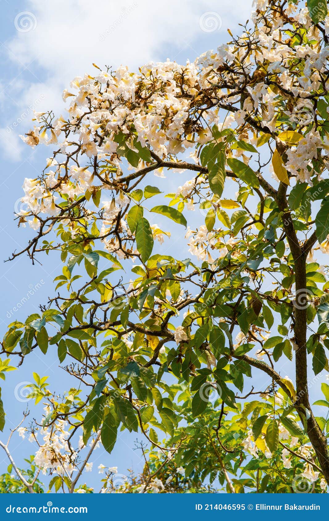 White Tecoma Flower Tree or Tabebuia Rosea or Pink Trumpet Tree Against ...