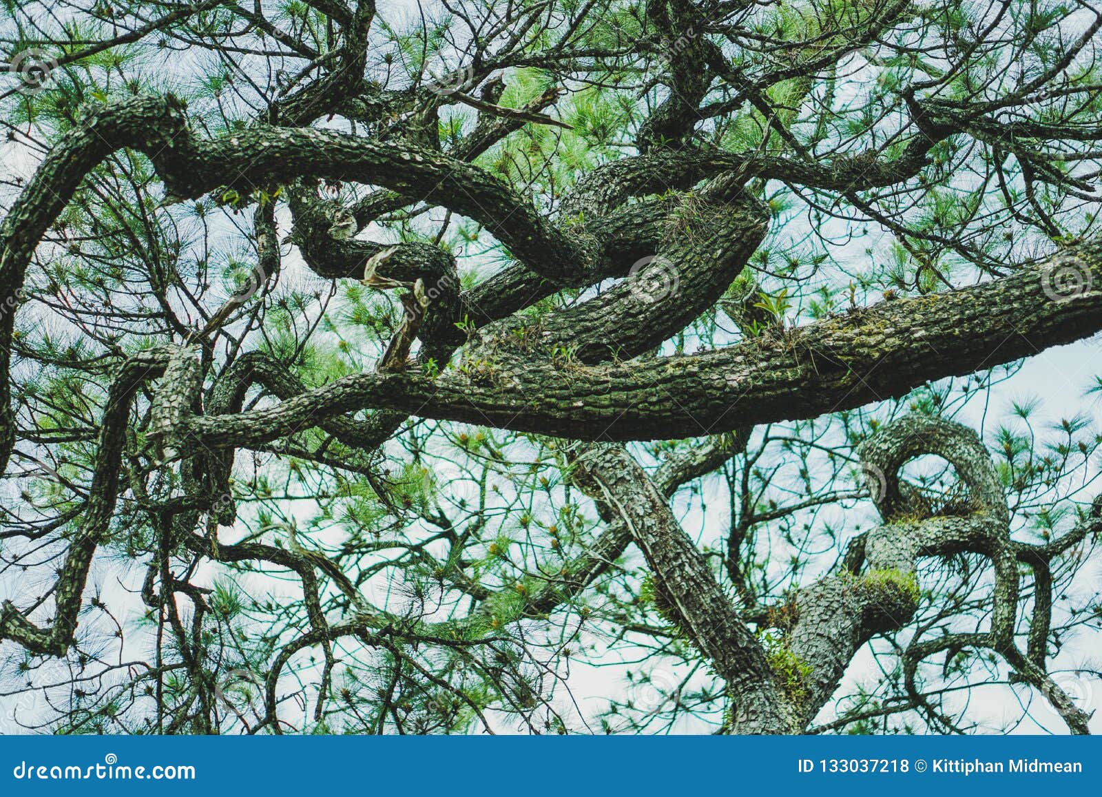 Branch of Pinus merkusii stock photo. Image of green - 133037218