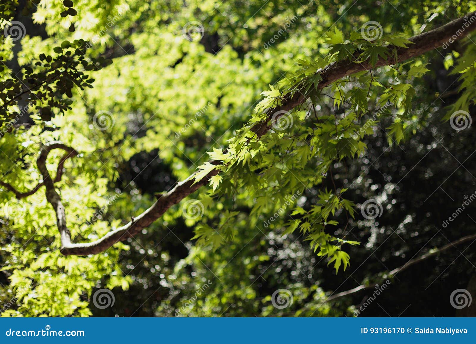 Branch of plane tree stock photo. Image of environment - 93196170