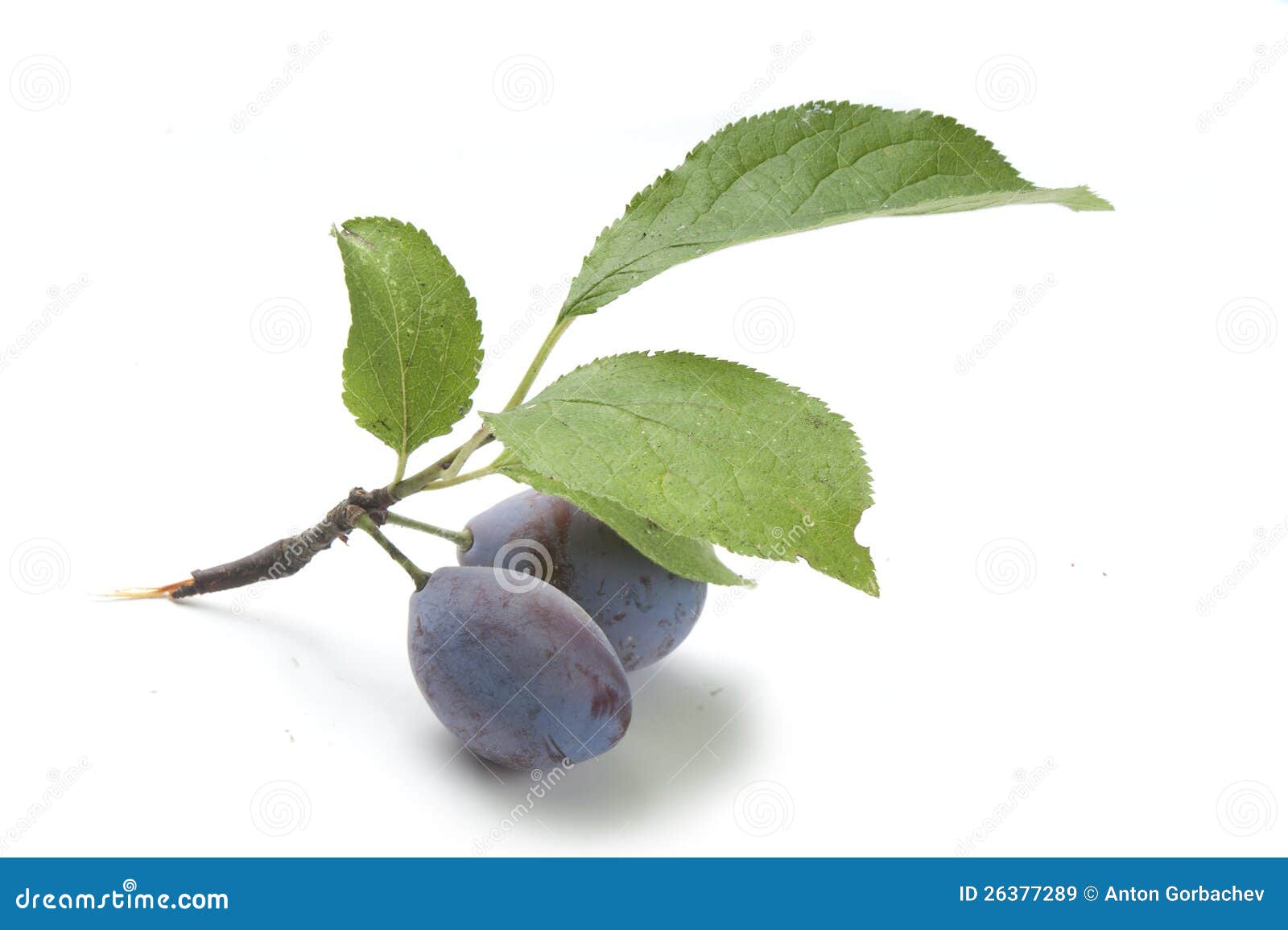 Branch of plum stock image. Image of green, plum, isolated - 26377289