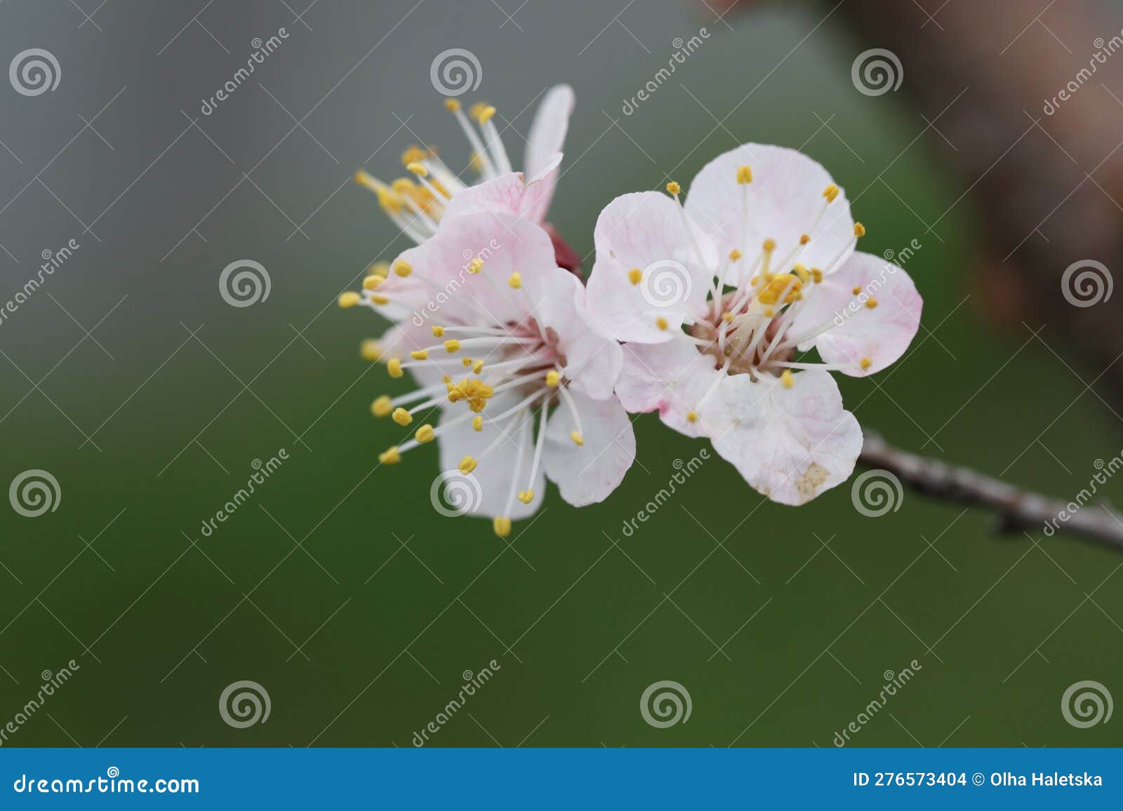 A Branch of a Plum Tree with Pink Flowers Stock Photo - Image of flora ...