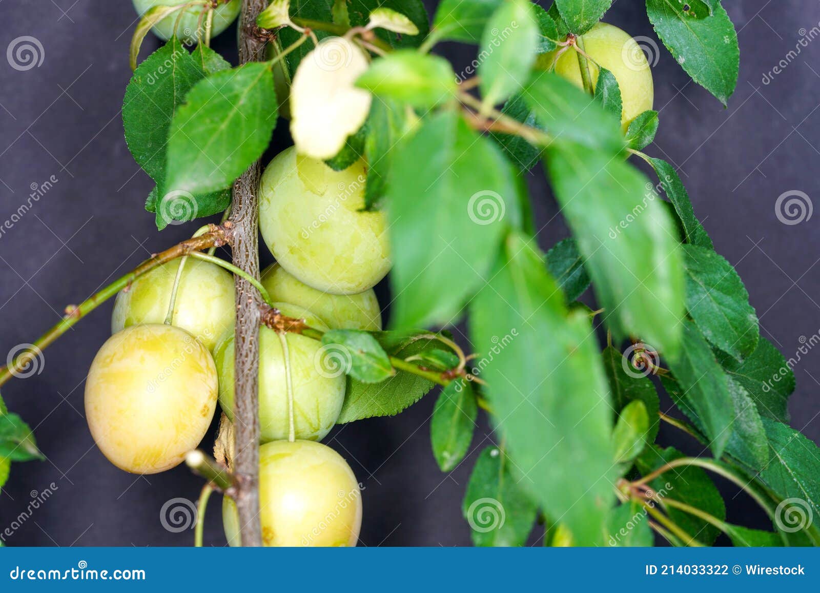 Branch of a Plum Tree with Yellow Early Plums on it Stock Photo - Image ...
