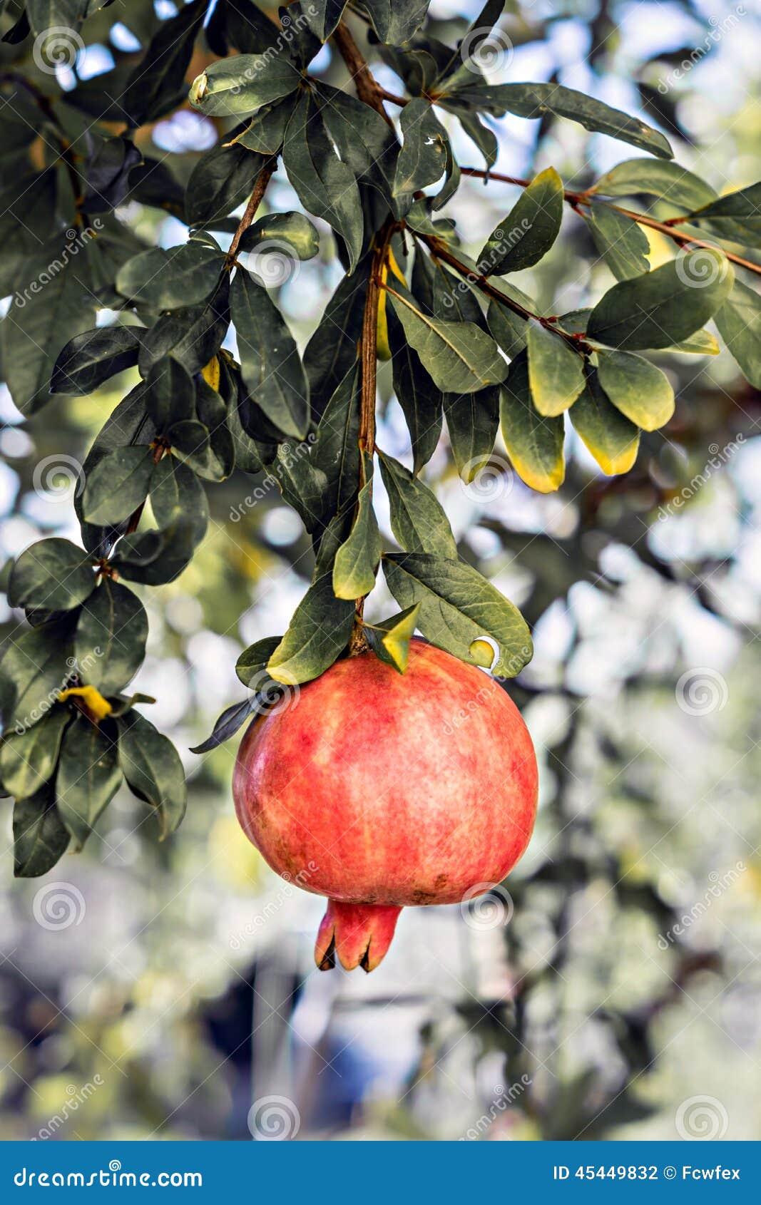 Branch of pomegranate stock photo. Image of tree, firewood - 45449832