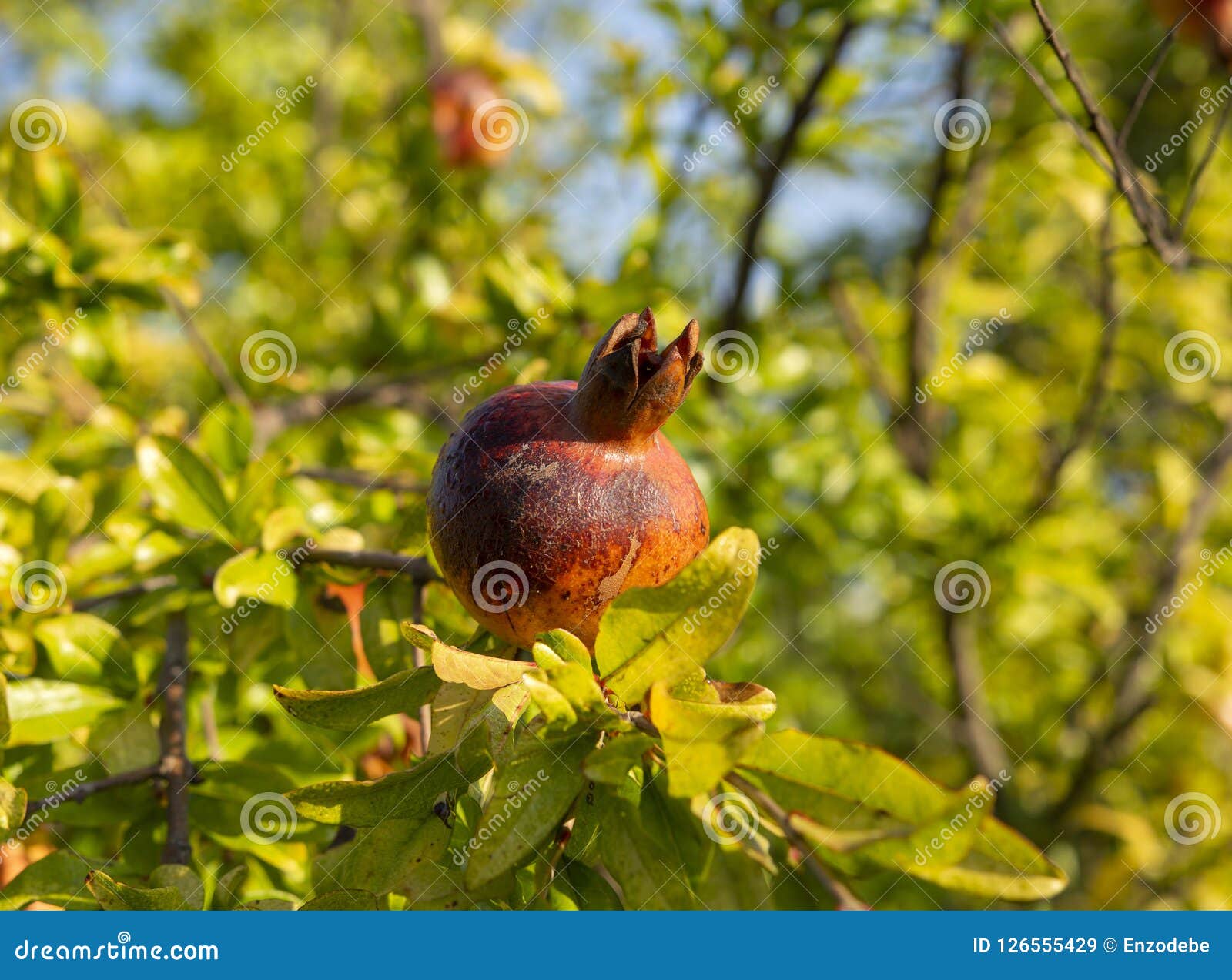 Branch pomegranate tree stock image. Image of sunny - 126555429