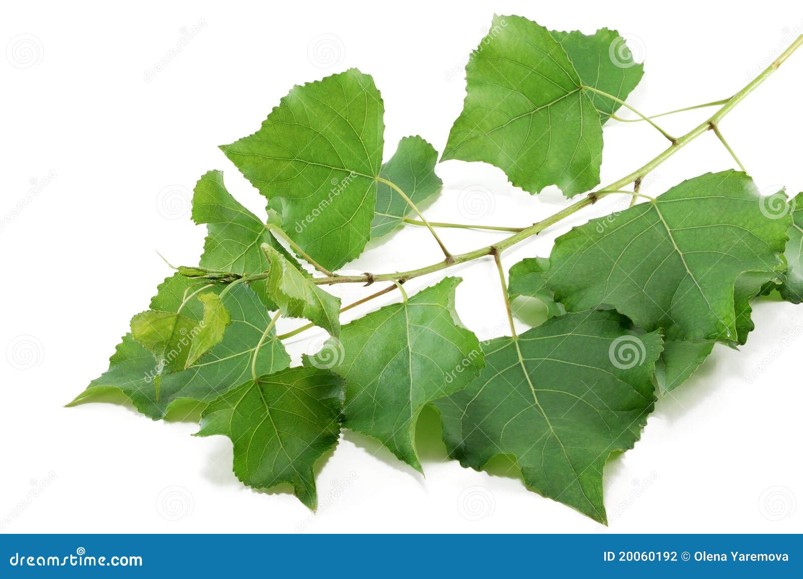 Branch Poplar Trees with Green Leaves Stock Photo - Image of vienna ...
