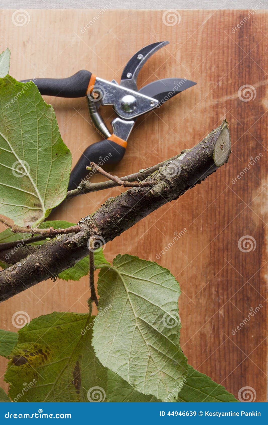 Branch and pruning shears stock image. Image of bough - 44946639