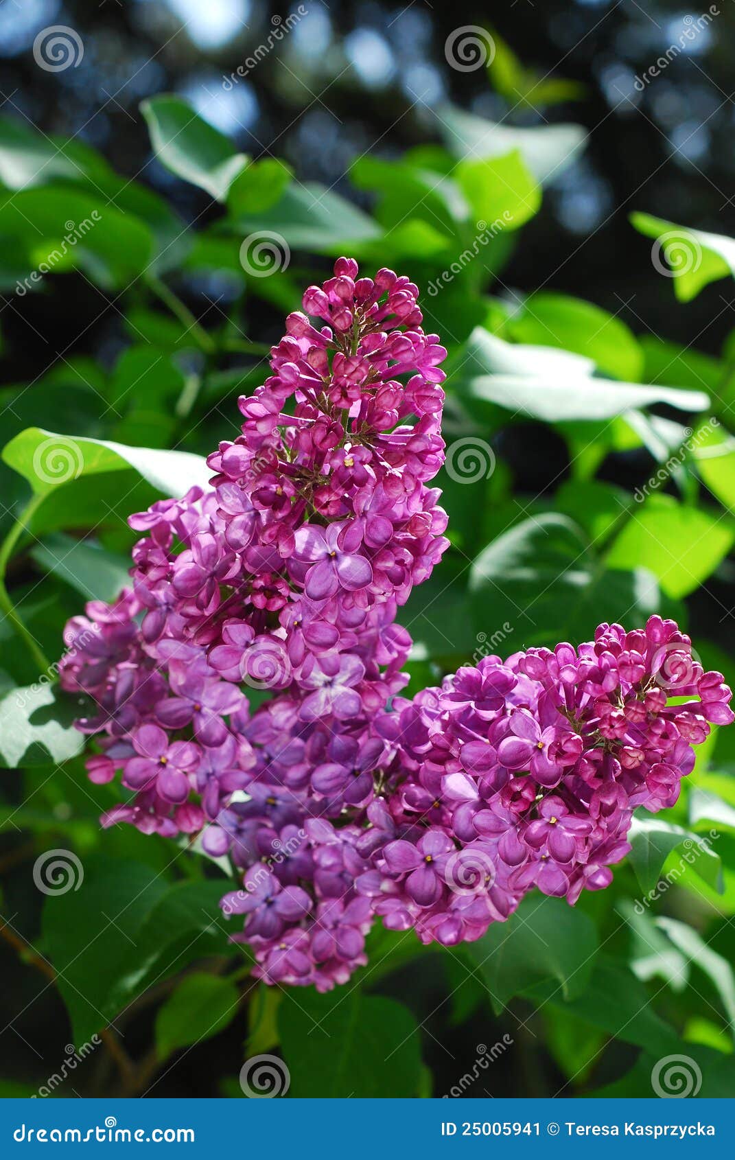 Branch of purple lilac stock image. Image of park, lilac - 25005941