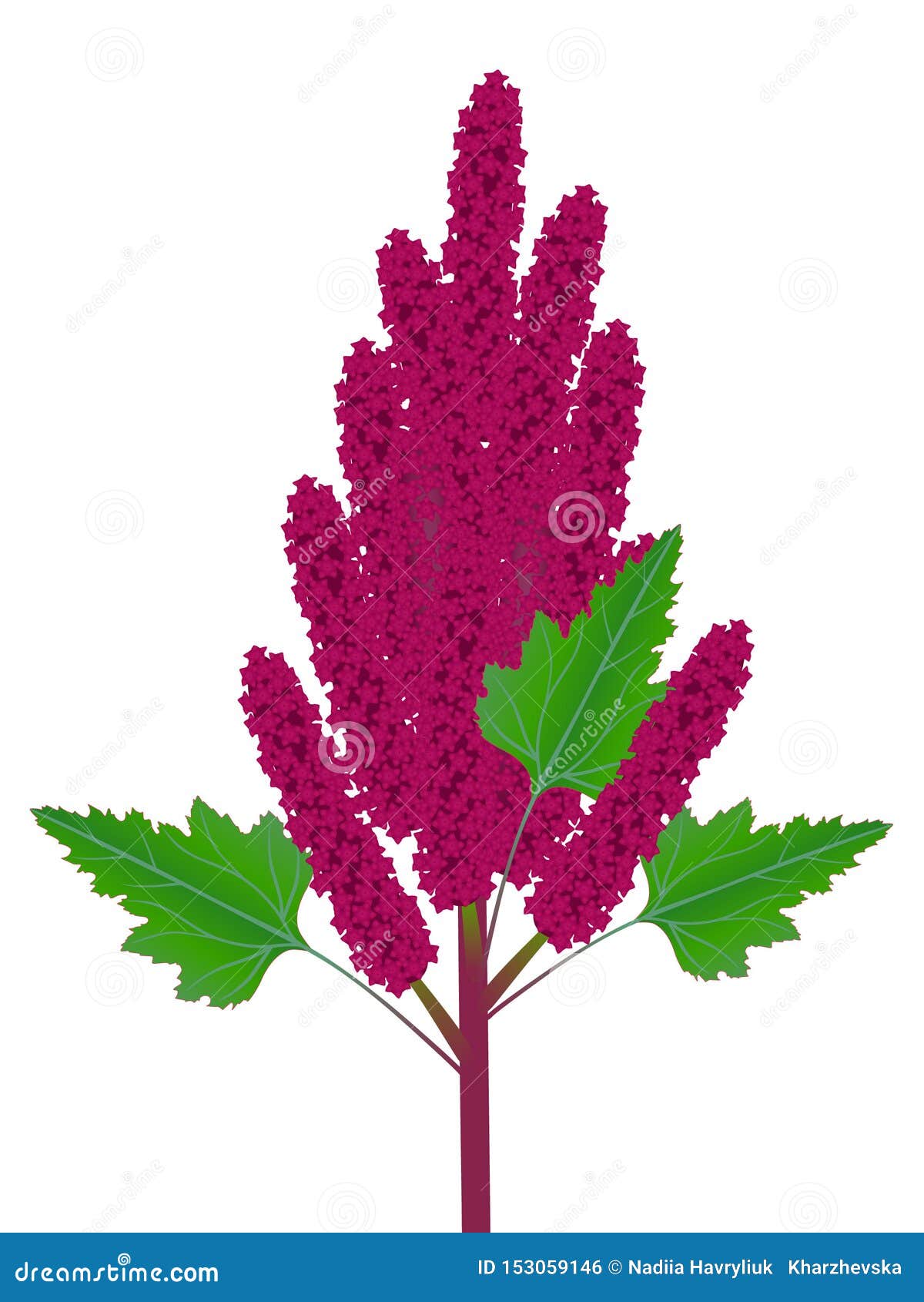 A Branch of Quinoa with Leaves on a White Background. Stock Vector ...