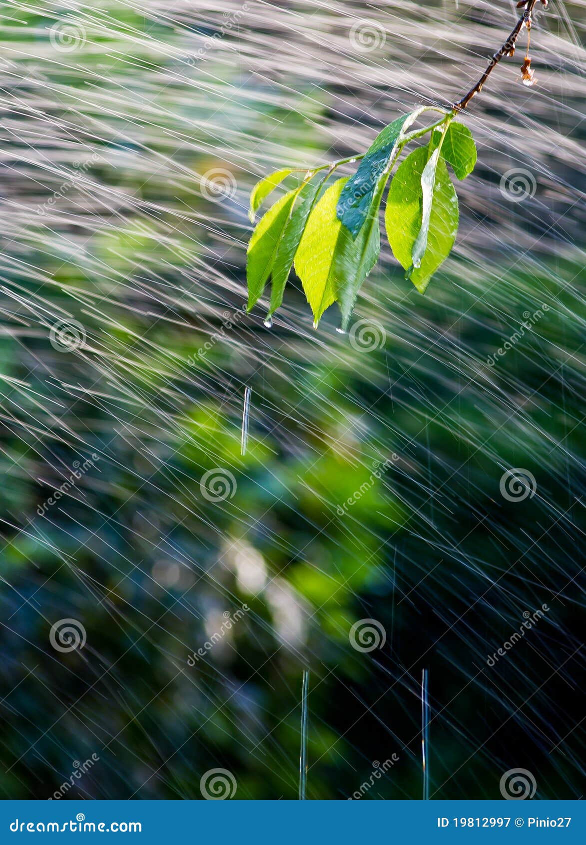 Branch in the rain stock image. Image of rain, botany - 19812997