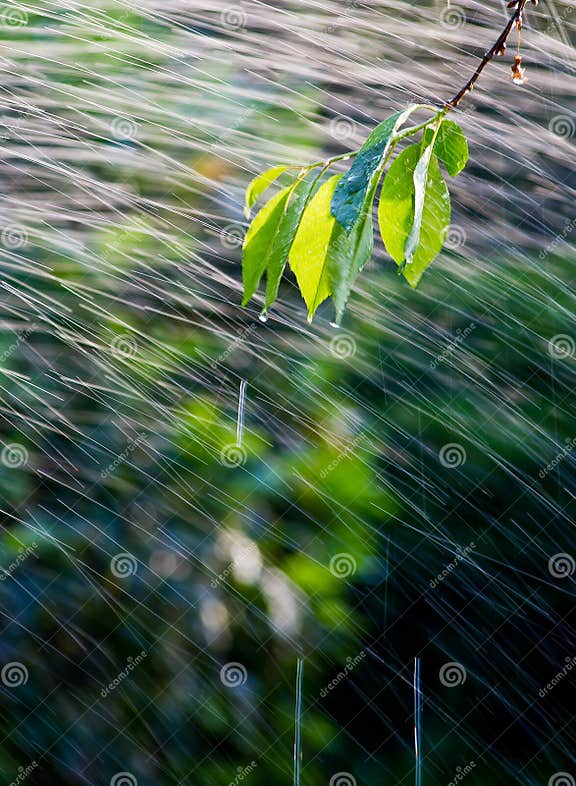 Branch in the rain stock image. Image of rain, botany - 19812997