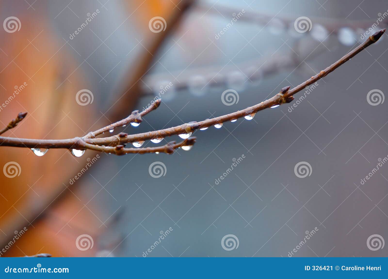 Branch on the rain stock image. Image of droplets, forest - 326421