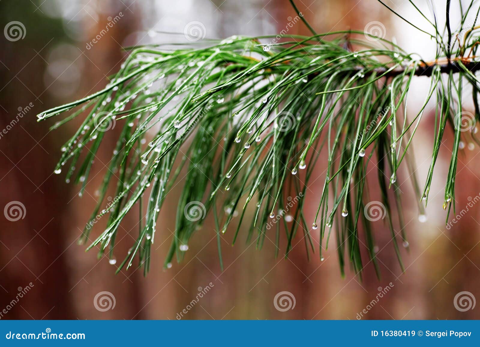 Branch with rain drops stock image. Image of beauty, leaf - 16380419