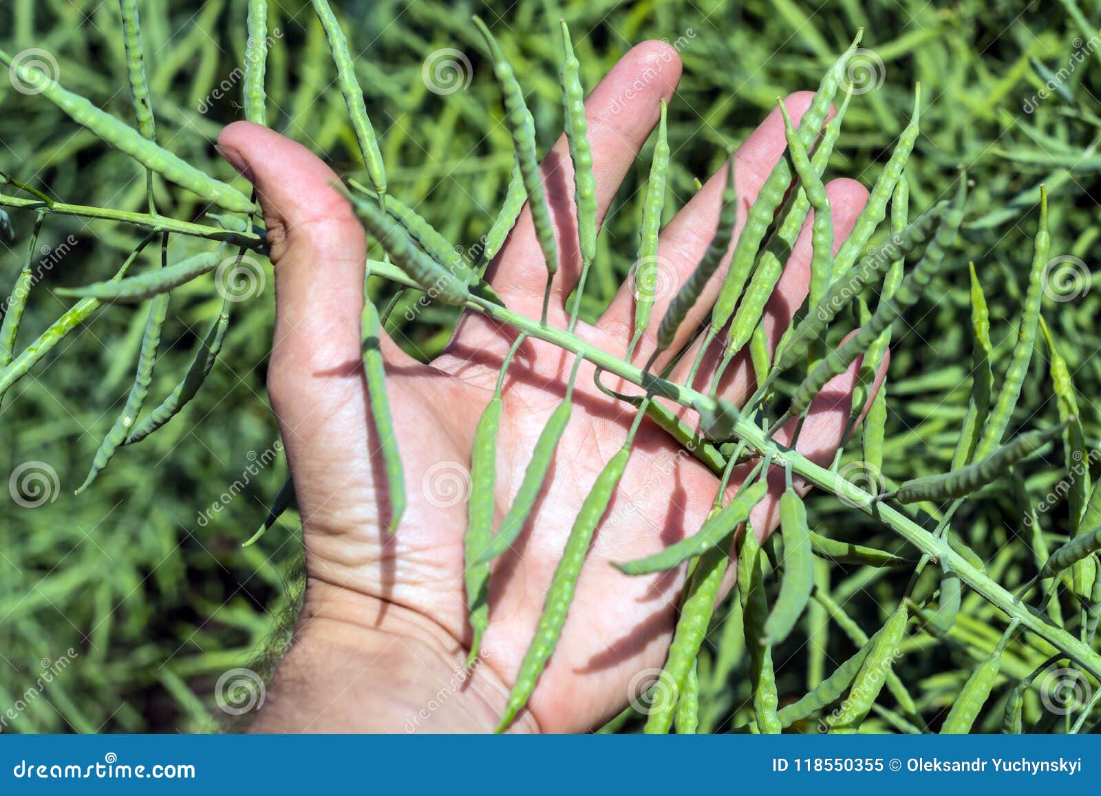 A Branch of Rapeseed in the Farmer`s Hand Against the Background of the ...