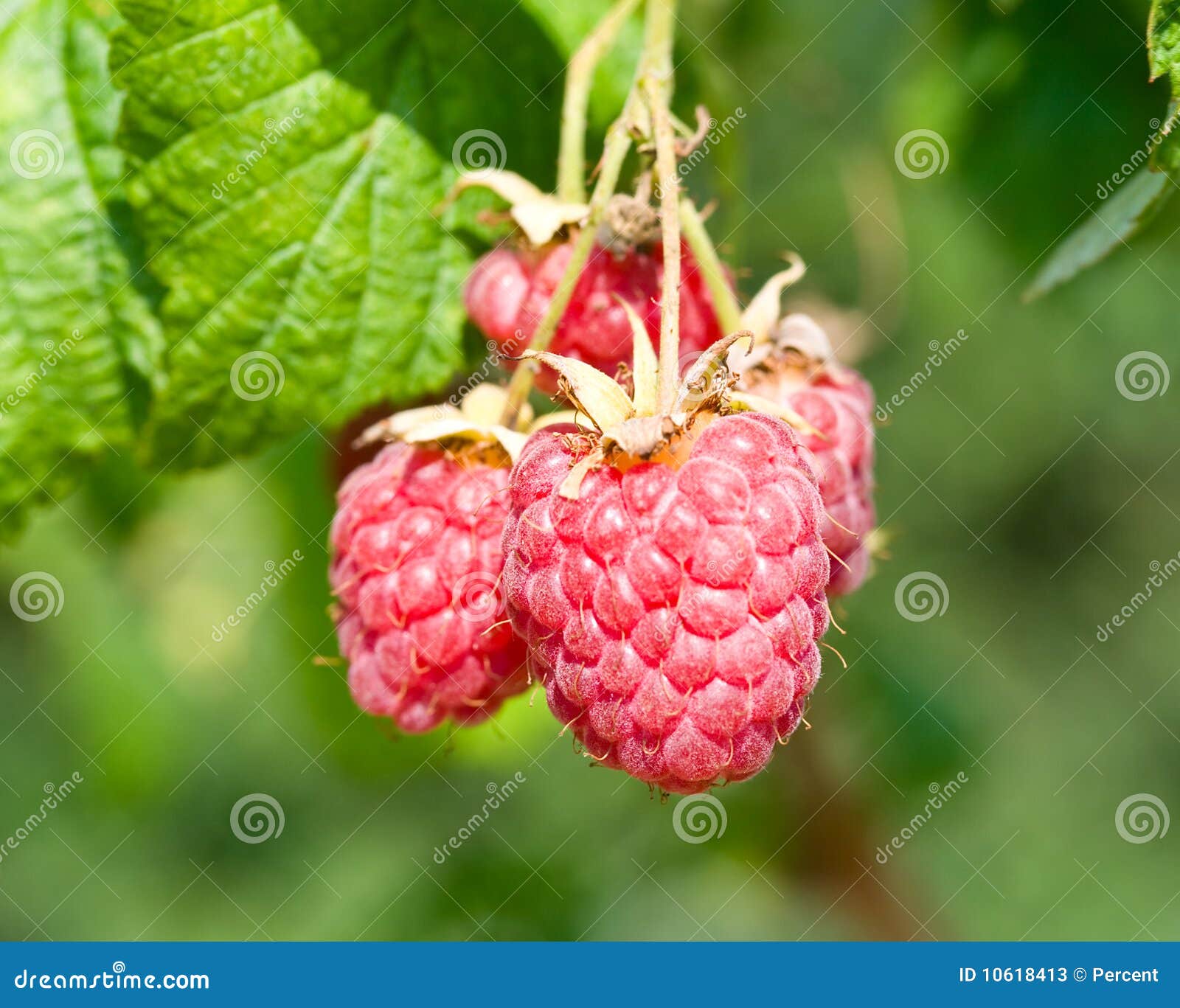 Branch of raspberries stock image. Image of nature, bush - 10618413