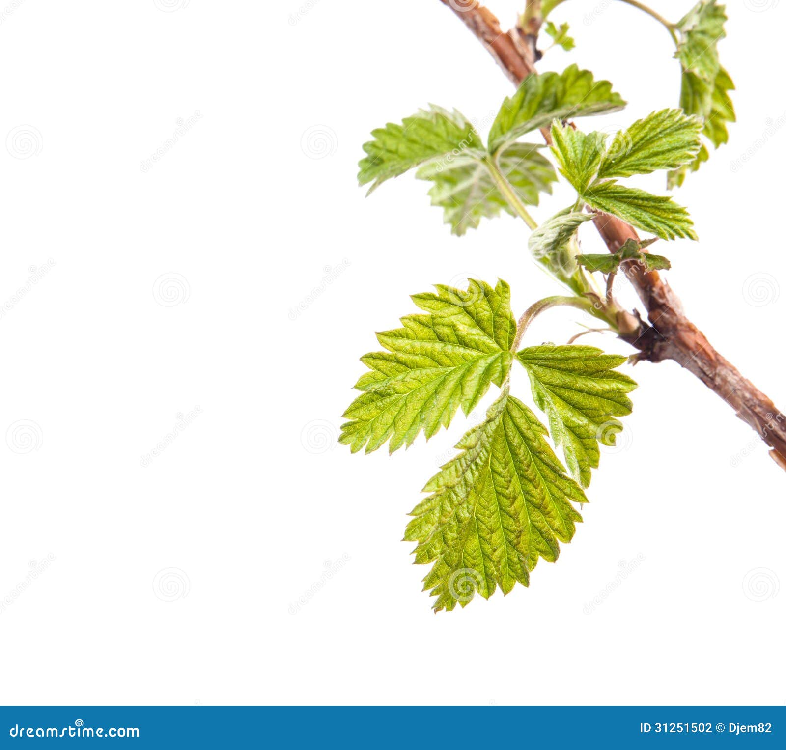 Branch of raspberries stock photo. Image of white, nature - 31251502