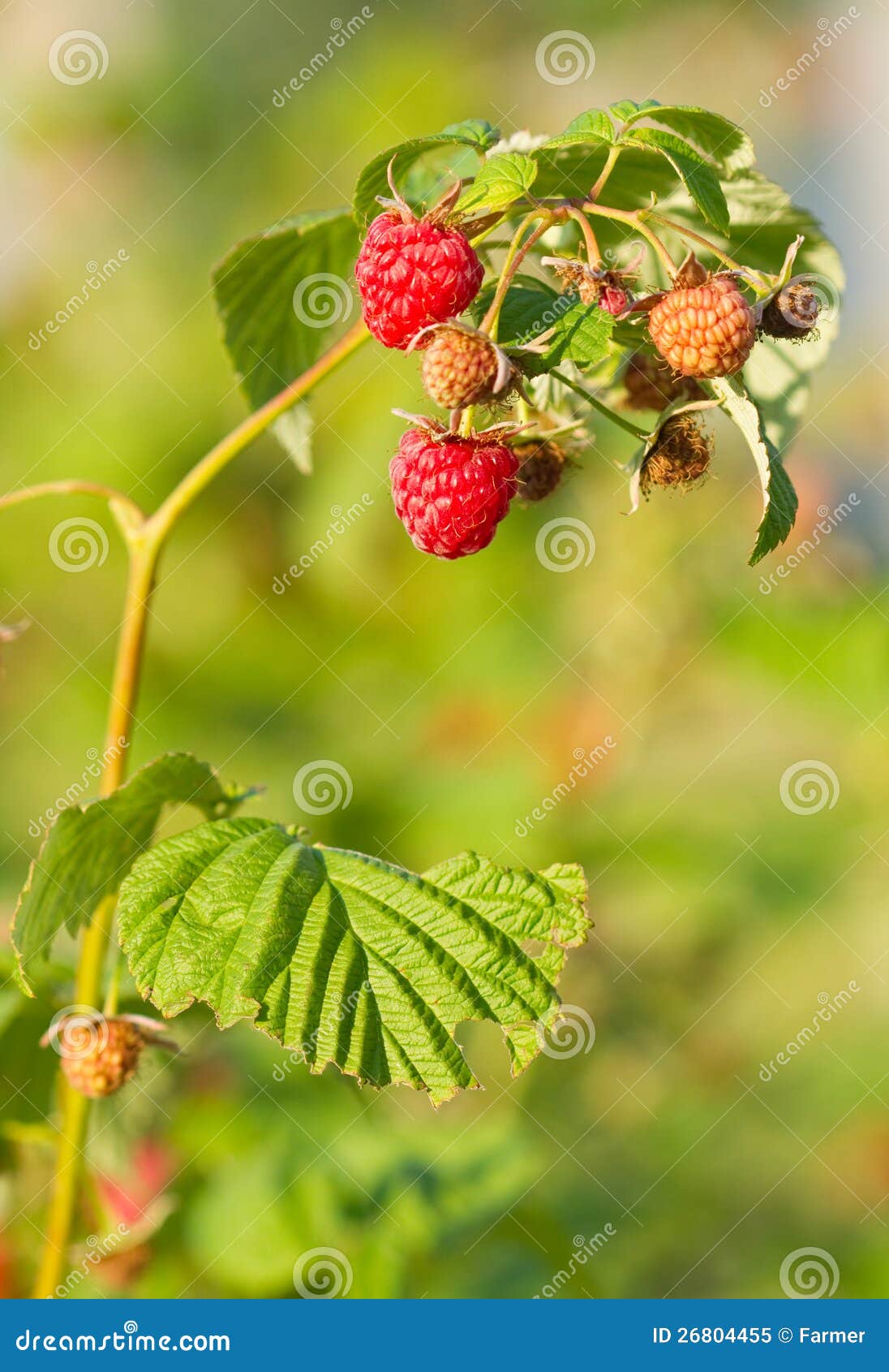 Branch raspberry stock image. Image of eating, organic - 26804455