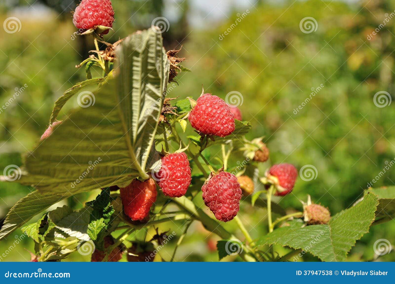 Branch of raspberry stock photo. Image of closeup, twig - 37947538