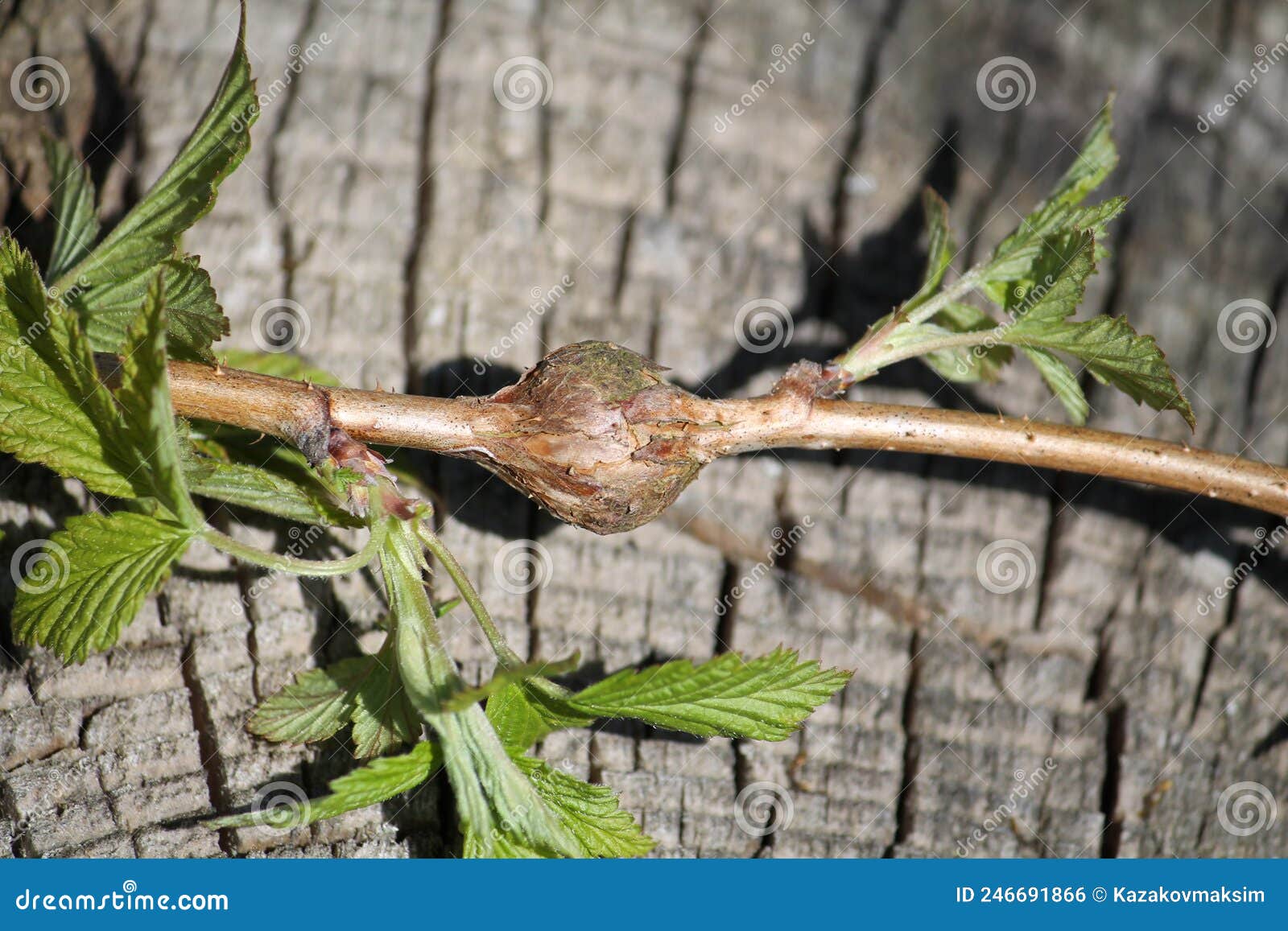 Branch of Raspberry with Gall of Raspberry Gall Midge Lasioptera Rubi ...