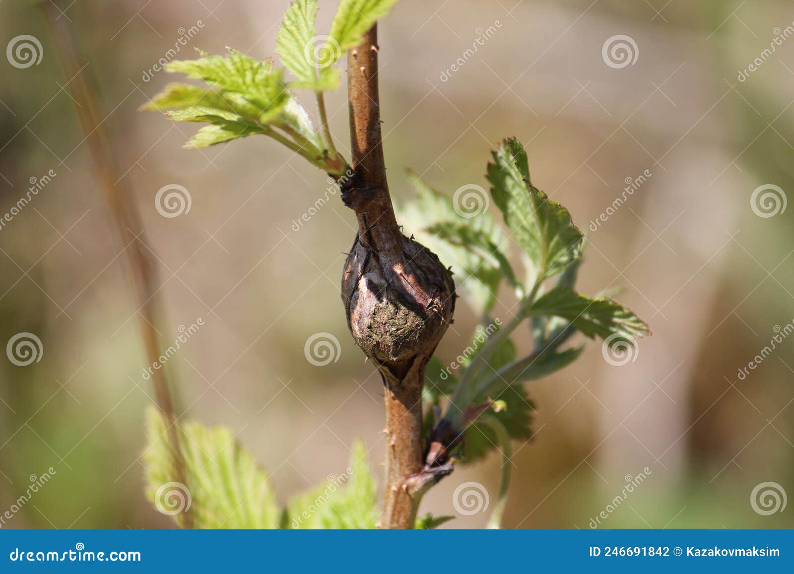 Branch of Raspberry with Gall of Raspberry Gall Midge Lasioptera Rubi ...