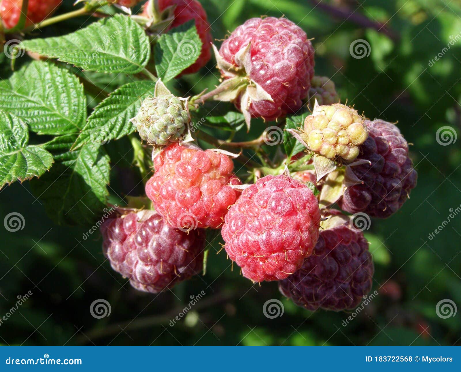 Branch of Raspberry with Green and Red Berries Stock Photo - Image of ...