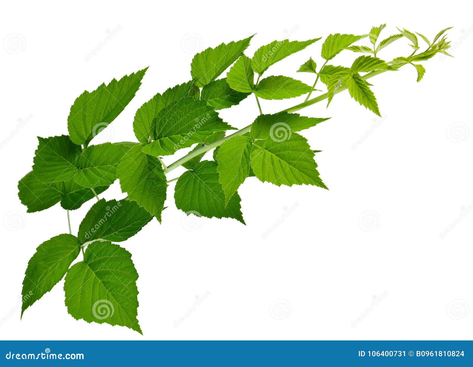 Raspberry Branch. Close-up. Isolated without a Shadow. Nature. S Stock ...