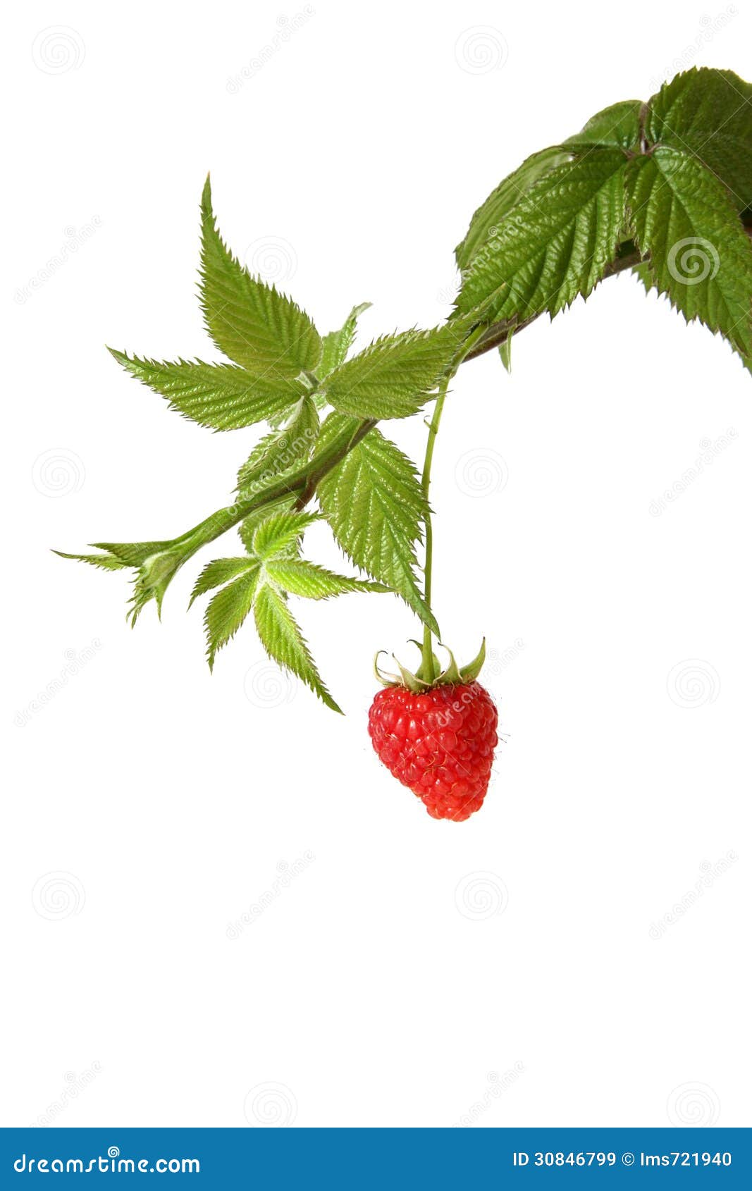 The Branch of a Raspberry Isolated on White Stock Image - Image of ...