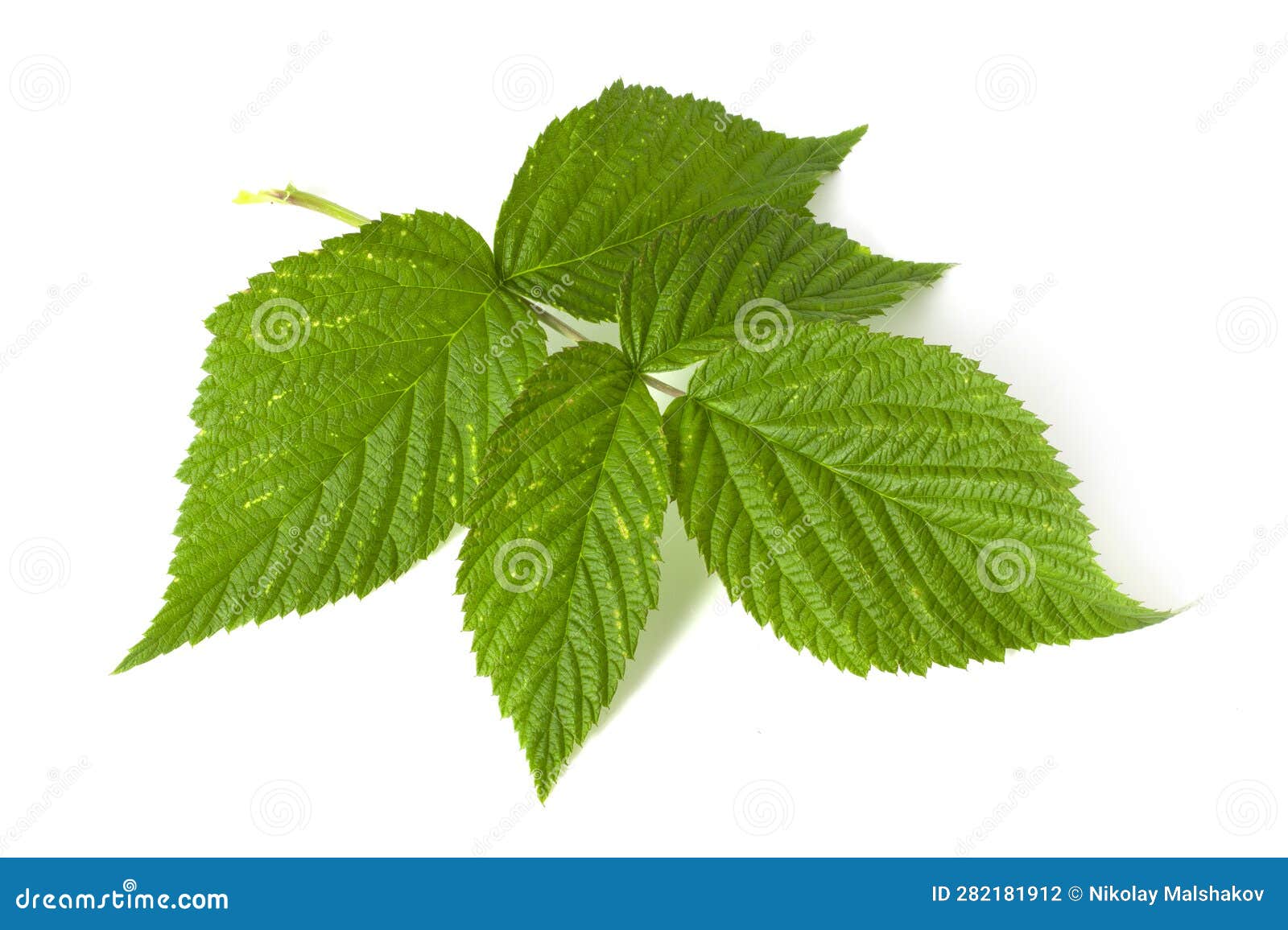 A Branch with Raspberry Leaves Isolated on a White Background. Leaves ...