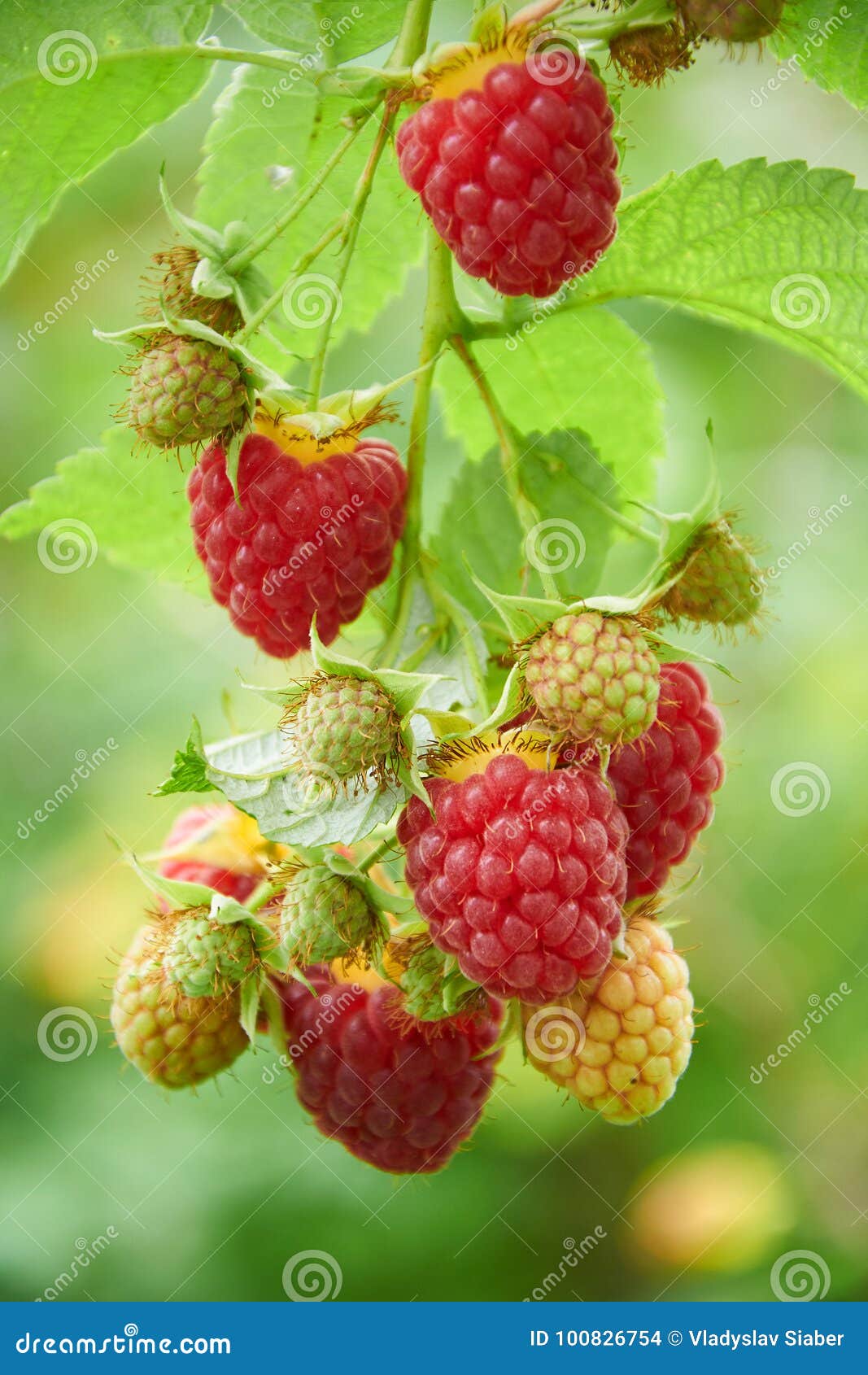 Branch of Raspberry with Red Ripe Berries Stock Photo - Image of ...