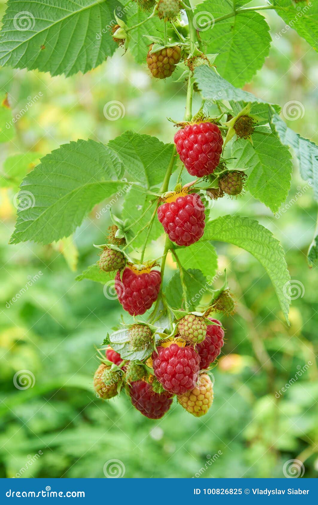 Branch of Raspberry with Red Ripe Berries Stock Image - Image of ...