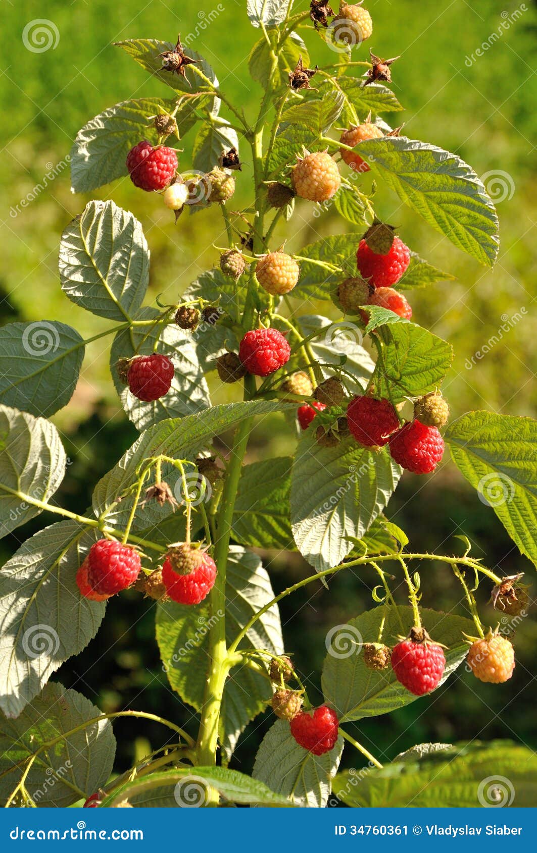Branch of raspberry stock image. Image of ripe, group - 34760361