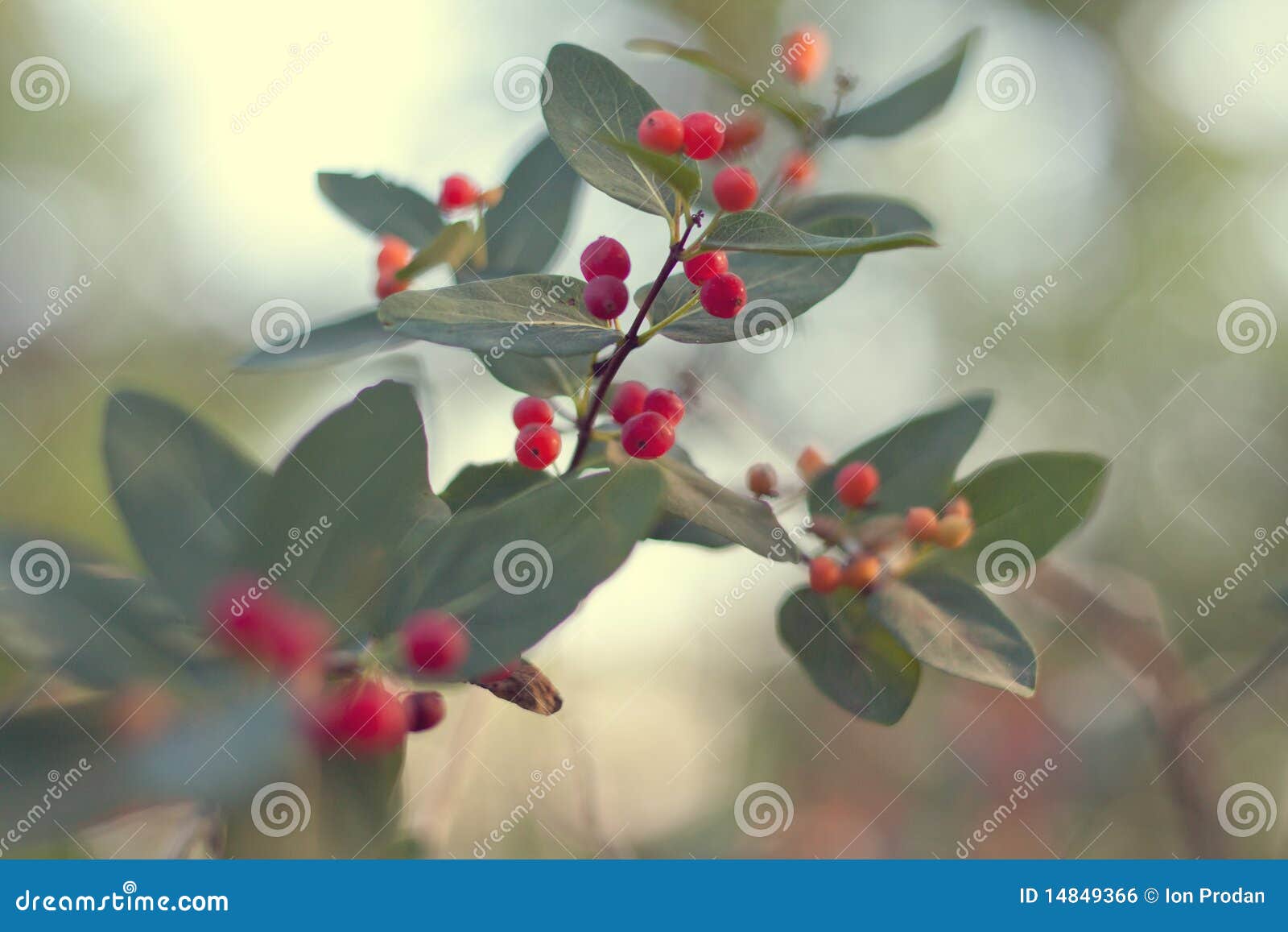Branch with red berries stock photo. Image of forest - 14849366