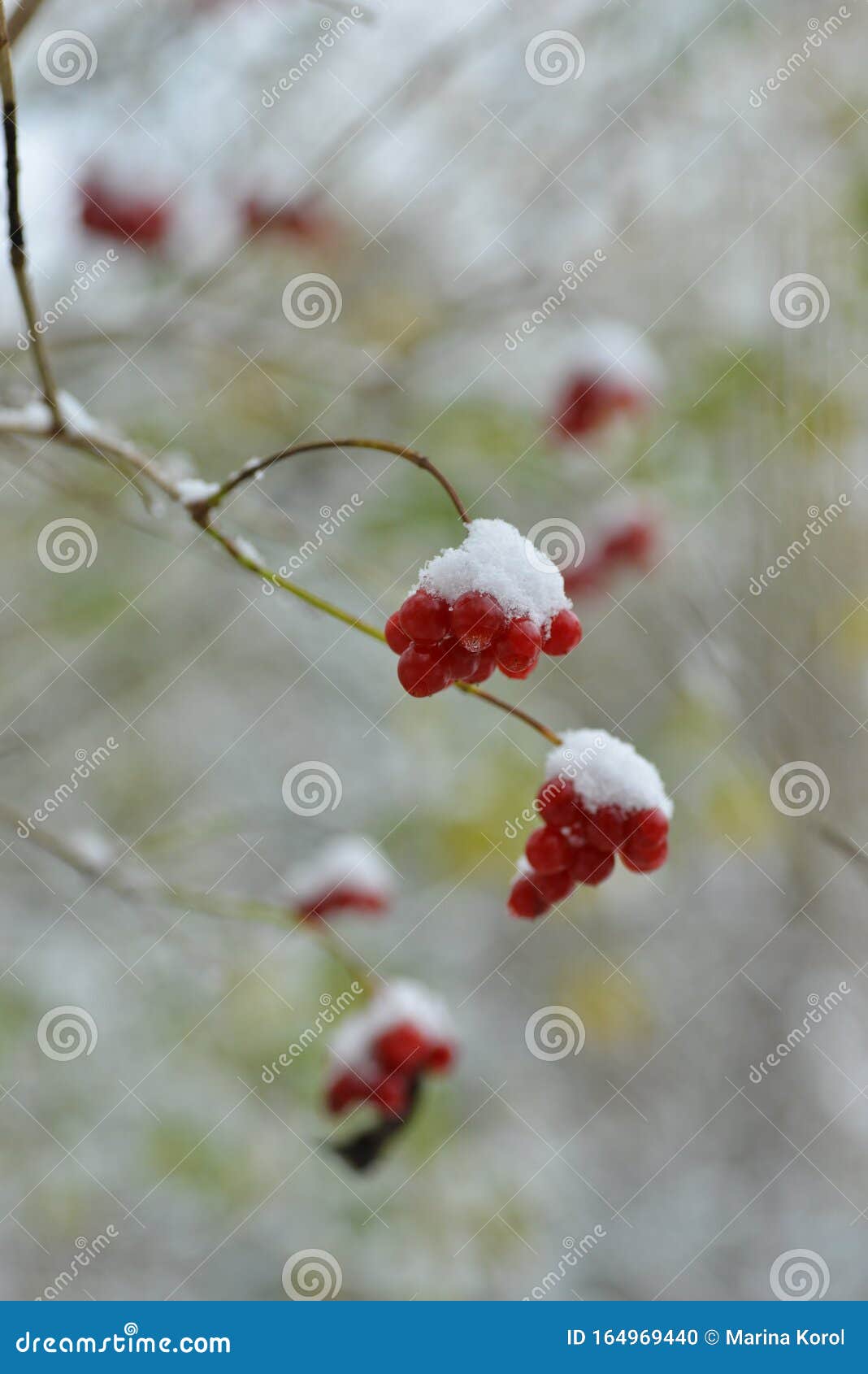 The Branch with Red Berries on it, Covered by the First Snow Stock ...
