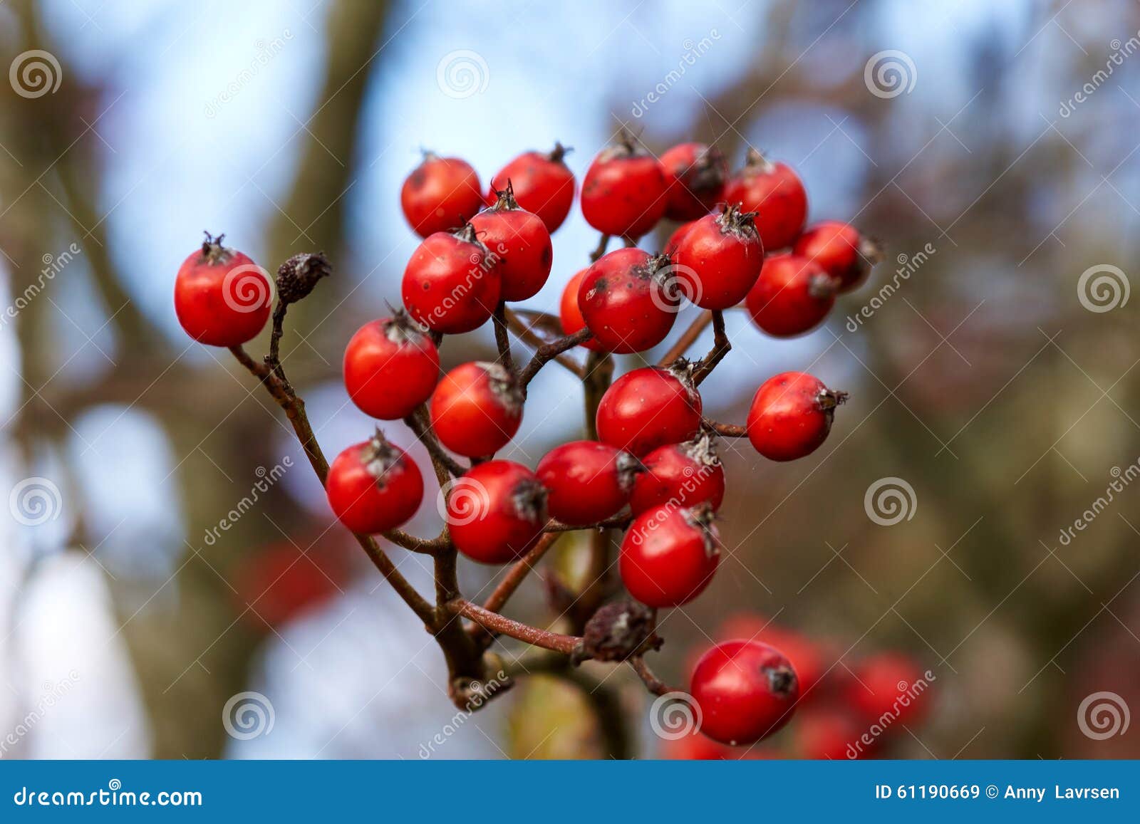 Branch with red berries stock image. Image of autum, bush - 61190669