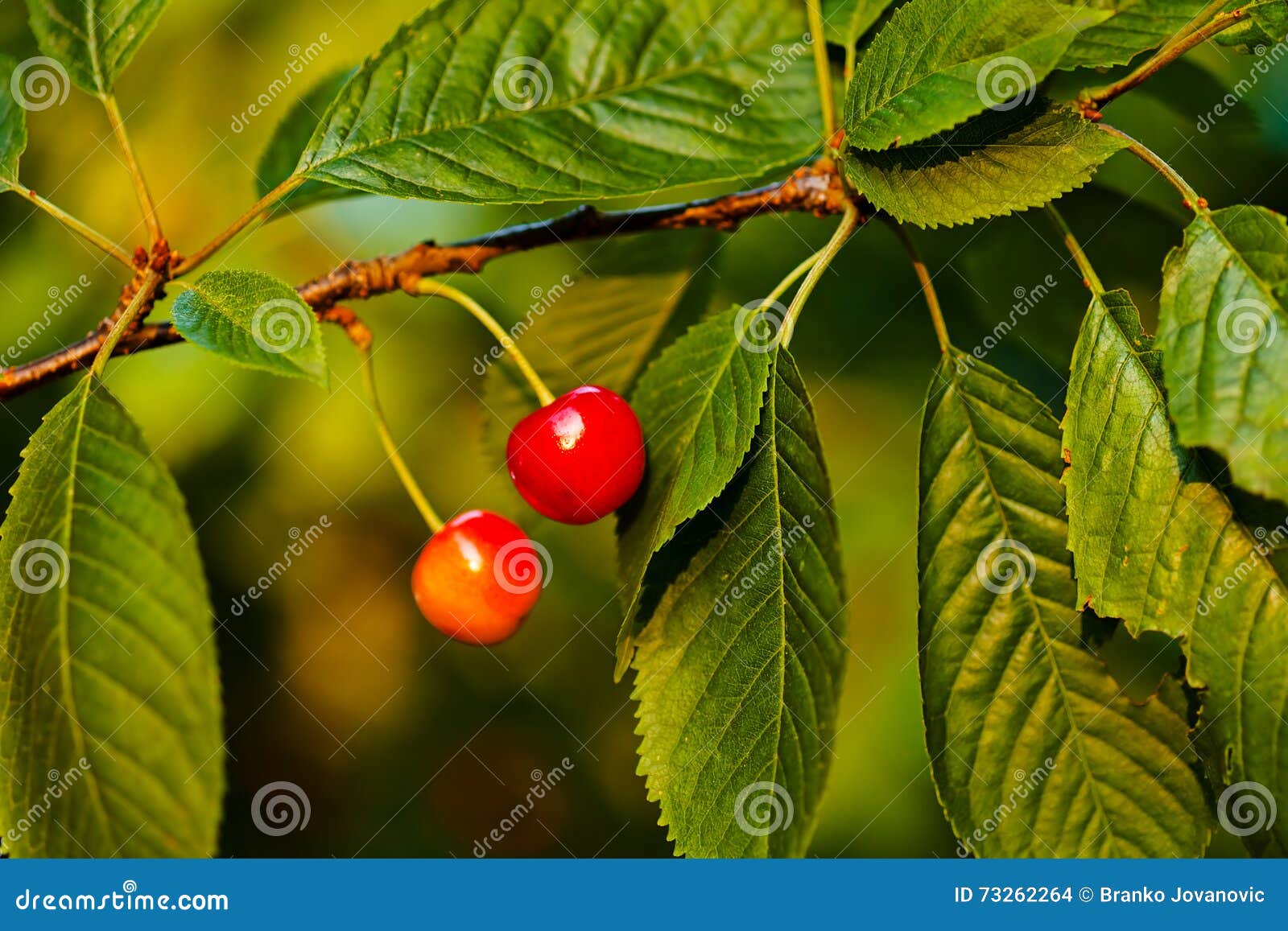 Branch with red cherrys stock photo. Image of spring - 73262264
