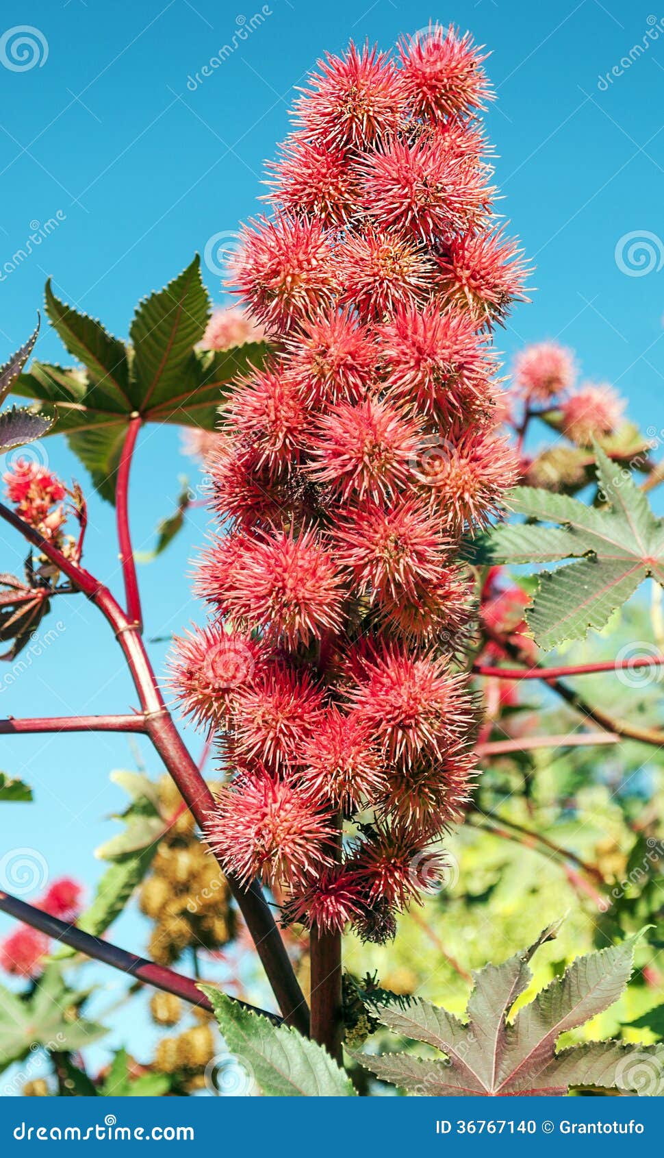 Branch red chestnut stock photo. Image of deciduous, branch - 36767140