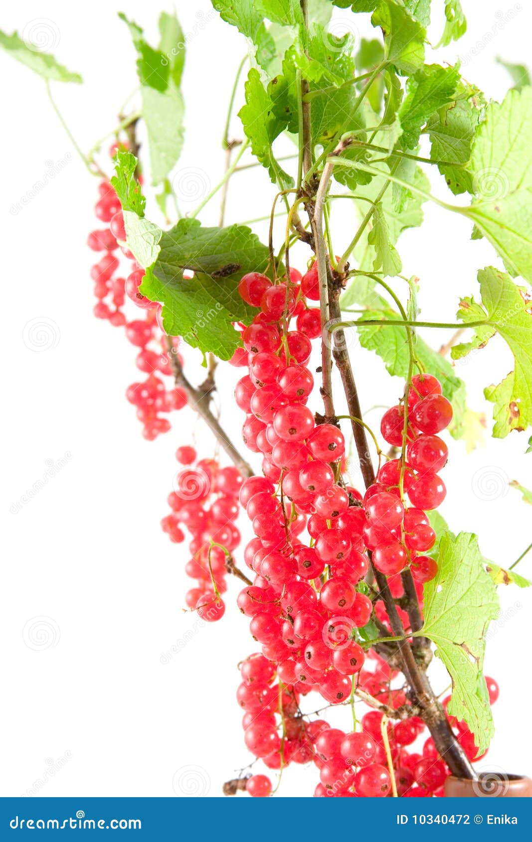 Branch of red currant stock photo. Image of ripe, twig - 10340472