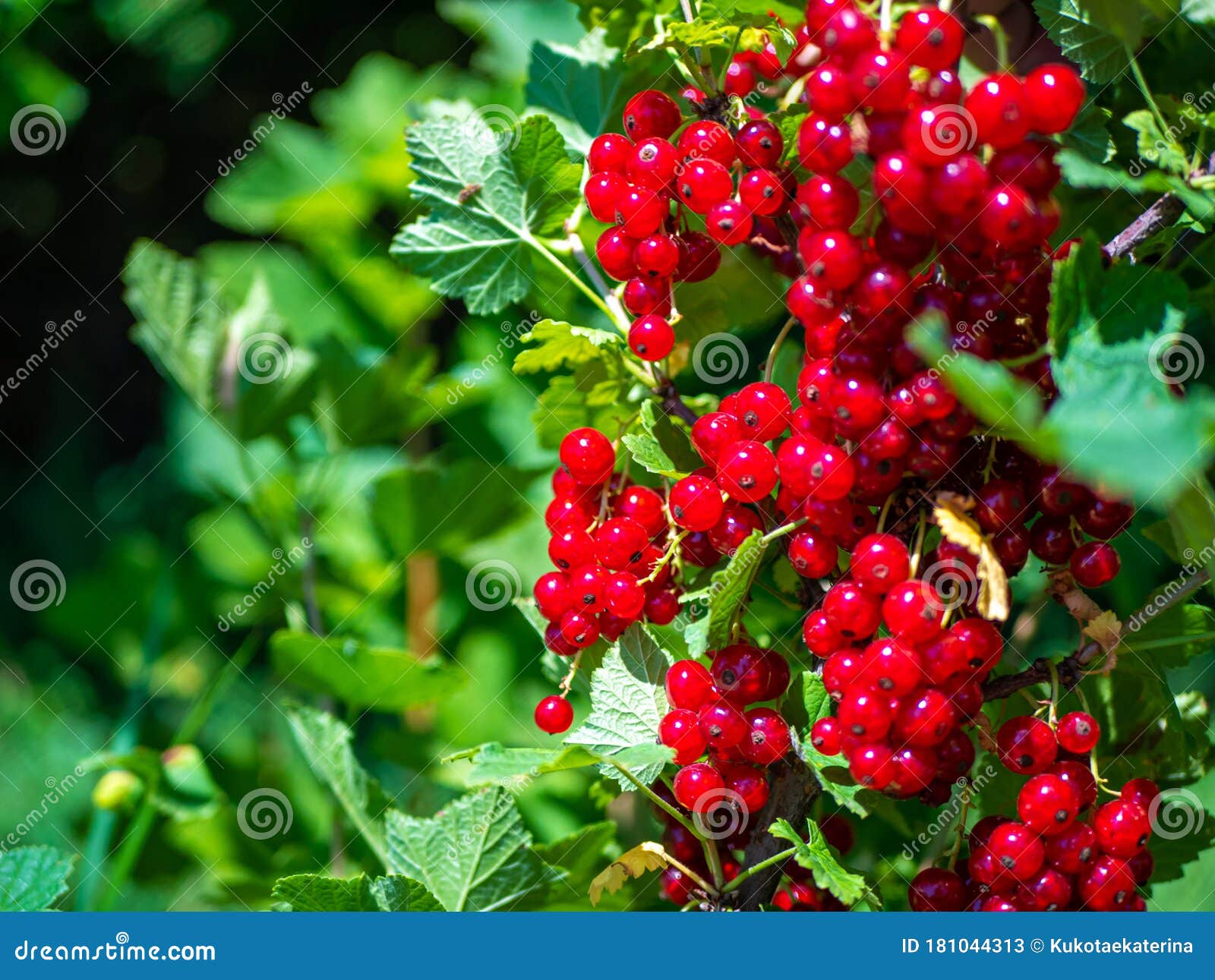 Branch of Red Currant Berries on a Bush. Vitamins of the Summer Stock ...