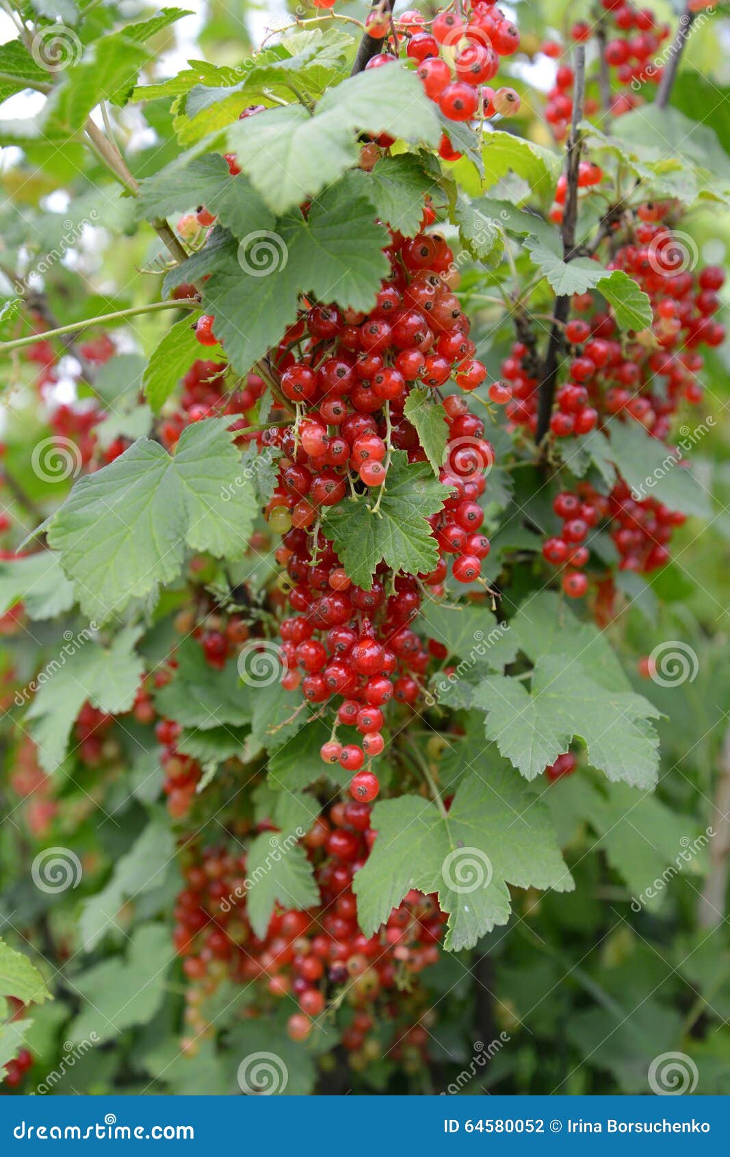 Branch of Red Currant with Berries (Ribes Rubrum L. ) Stock Photo ...