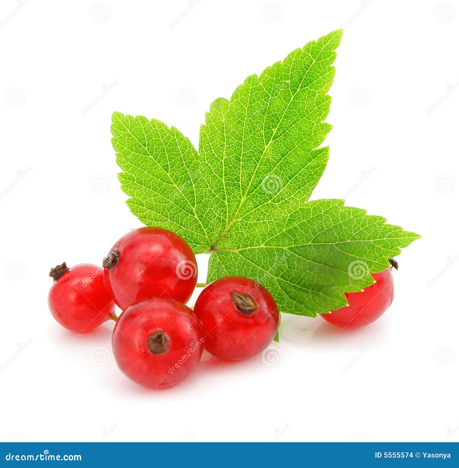 Branch of Red Currant Fruits Isolated Stock Photo - Image of still ...