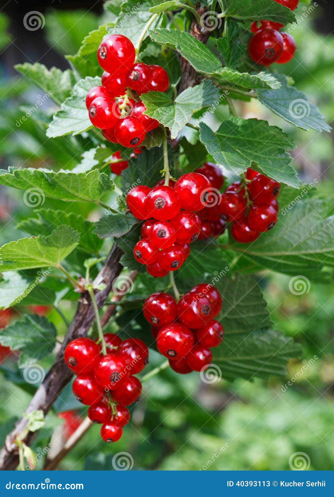 Branch of red currant stock image. Image of berries, food - 40393113
