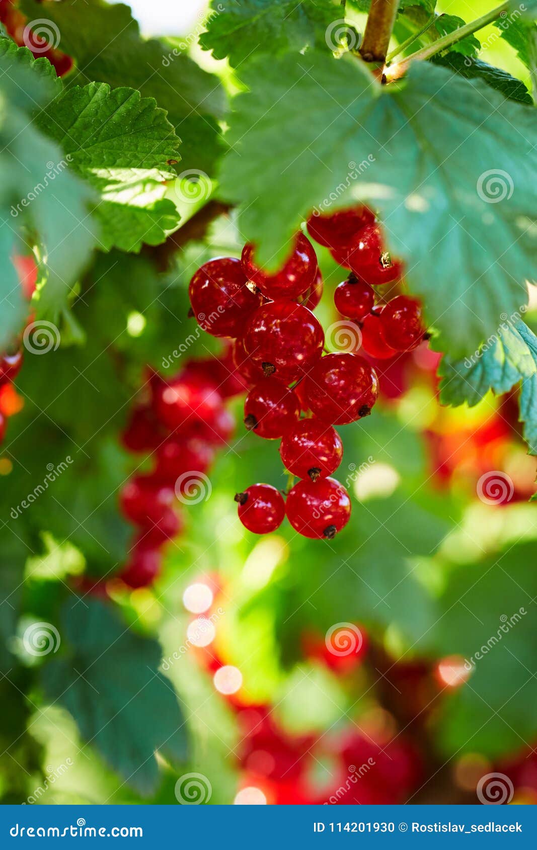 Branch of red currants stock photo. Image of bunch, nutrition - 114201930