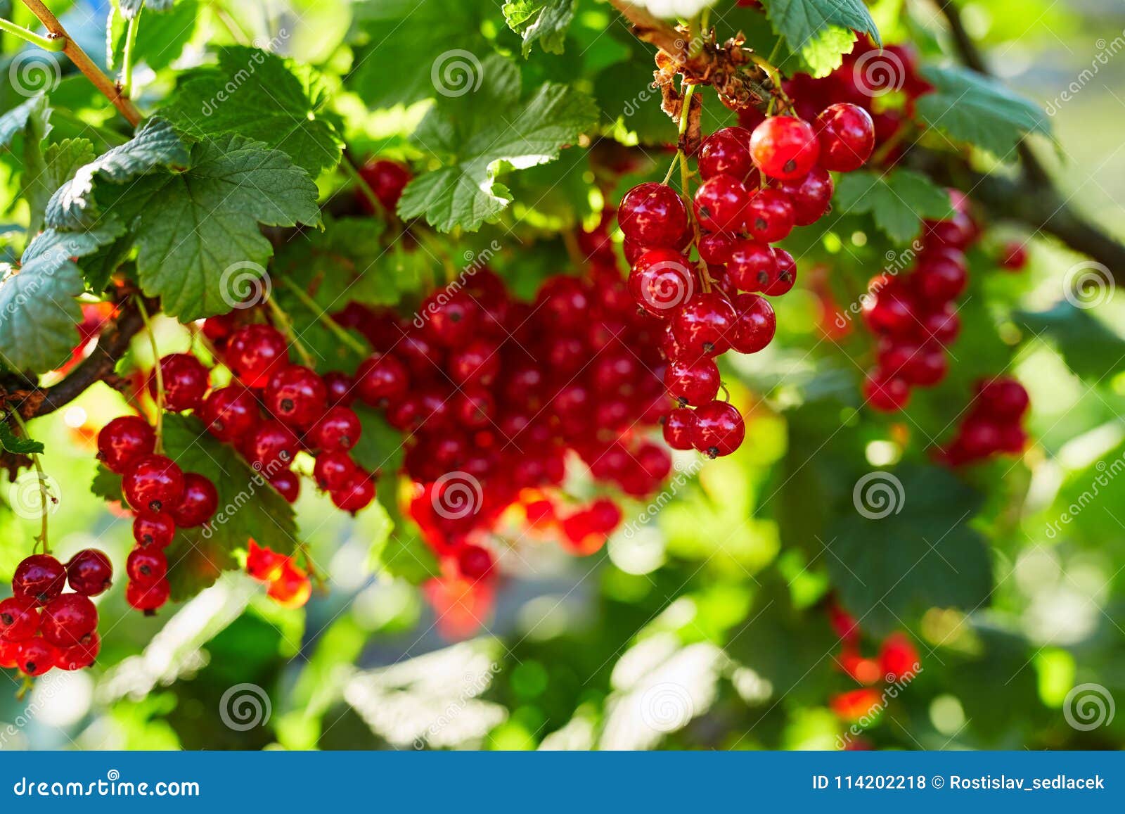 Branch of red currants stock photo. Image of group, freshness - 114202218