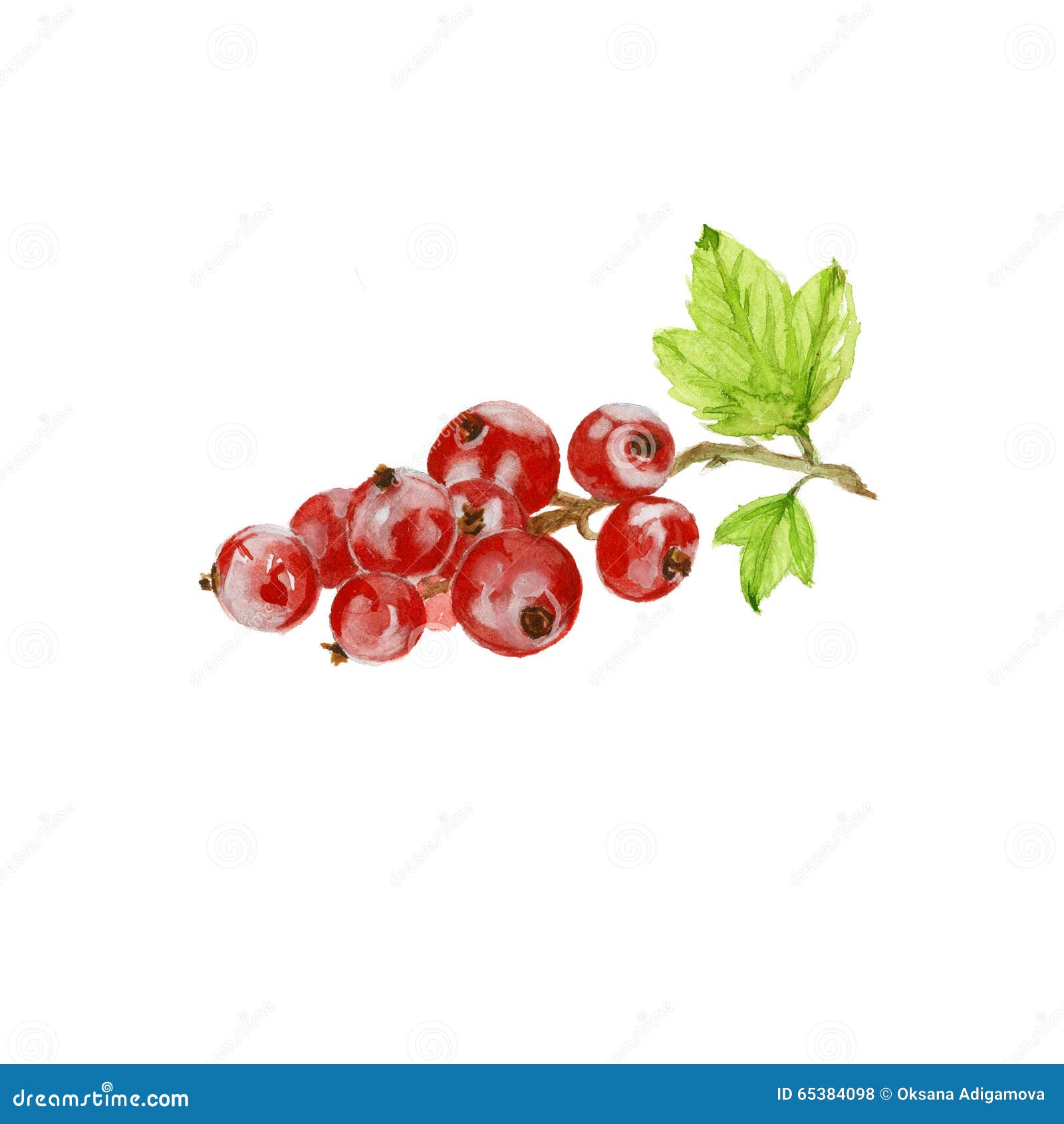 Branch of Red Currants. . Watercolor Stock Illustration - Illustration ...