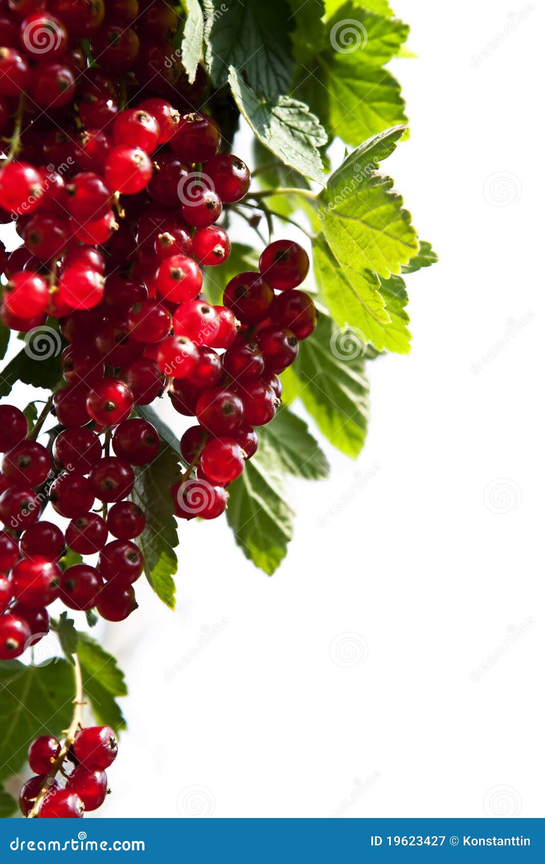 Branch of Red Currants on a White Background Stock Image - Image of ...
