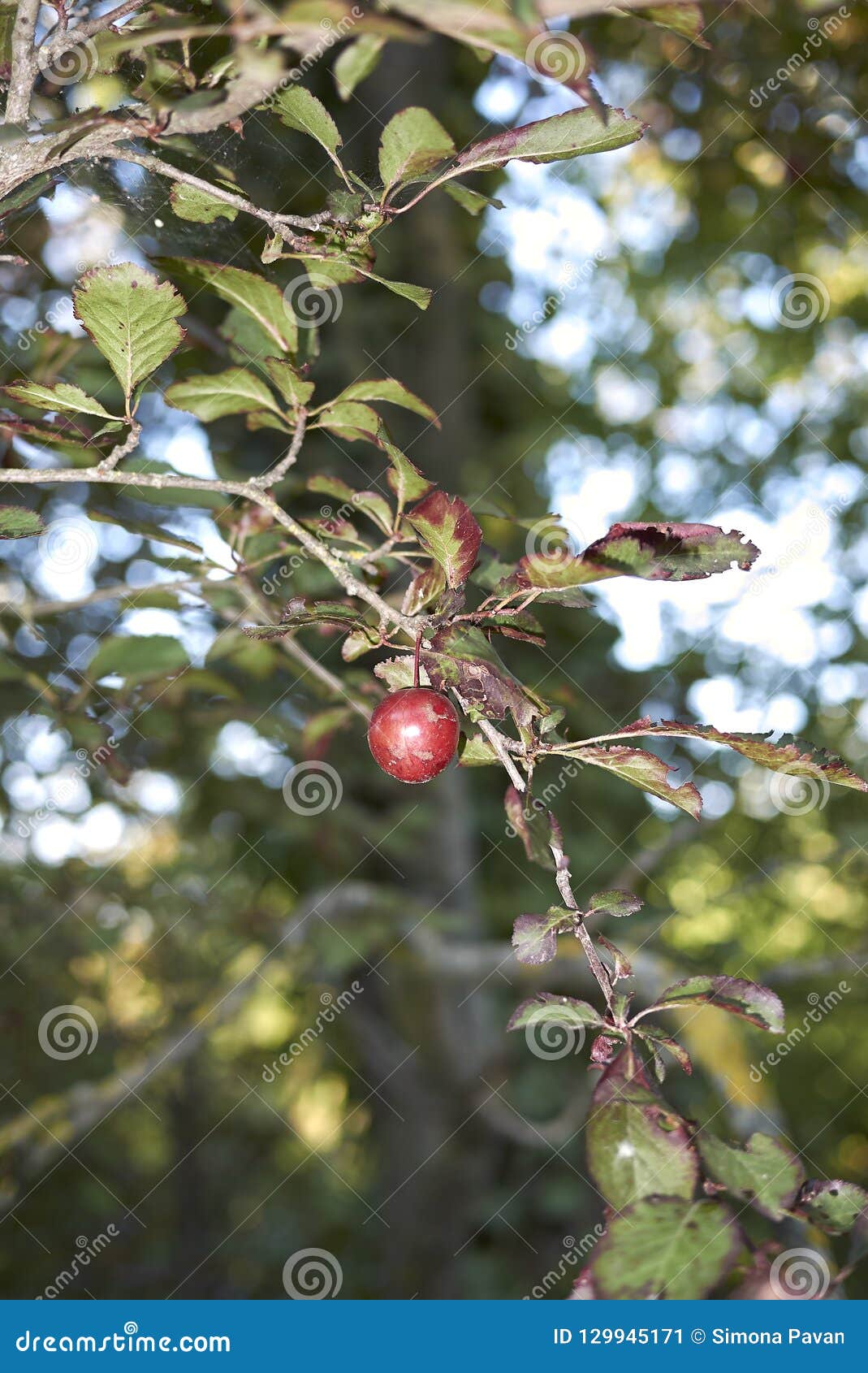 Red Plum of Prunus Cerasifera Nigra Tree Stock Image - Image of purple ...