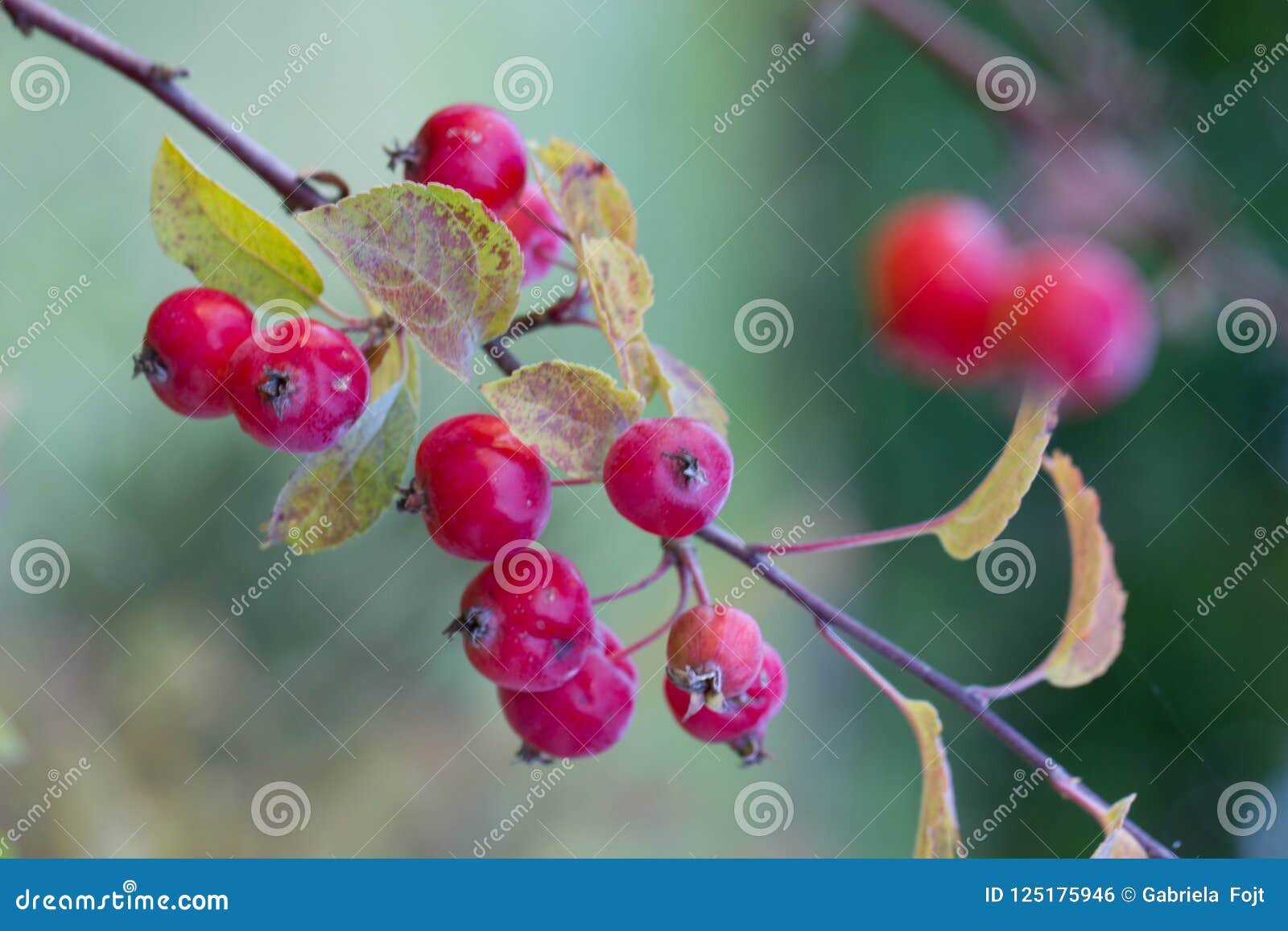 Branch with Red Fruits in Fall Stock Photo - Image of landscape, garden ...