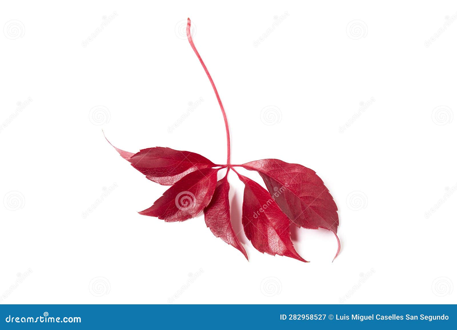 Branch Of Red Leaves Falling From A Tree On A White Background Stock Image Image Of Flying