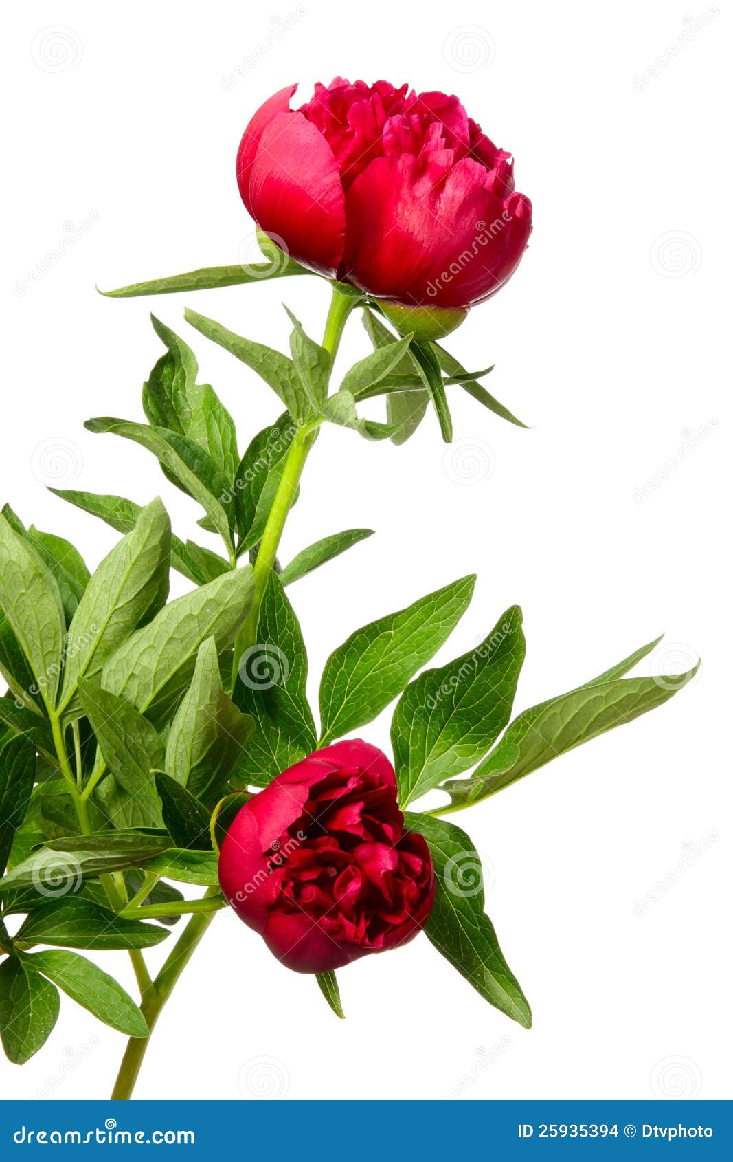 Branch of red piones stock photo. Image of blossom, magnificent - 25935394