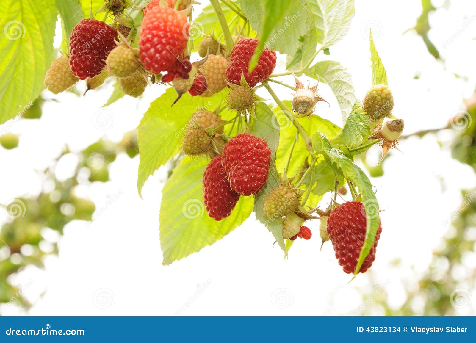 Branch of red raspberry stock photo. Image of growing - 43823134